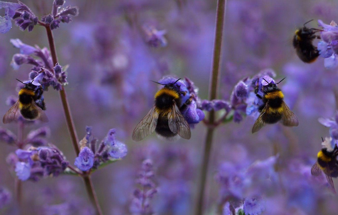 Bees and Flowers Wallpapers - Top Free Bees and Flowers Backgrounds ...