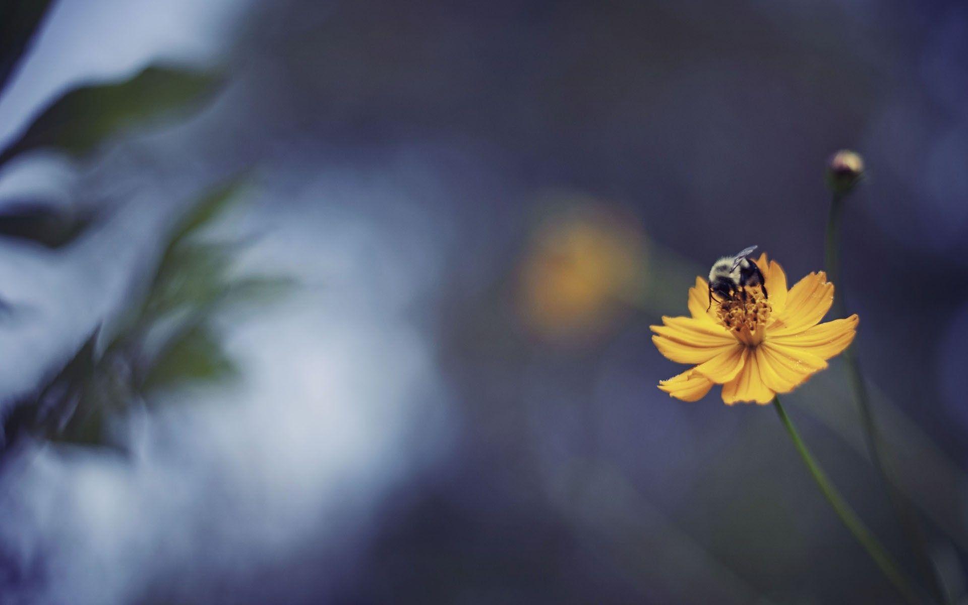 Bee Desktop Wallpapers - Top Free Bee Desktop Backgrounds - WallpaperAccess