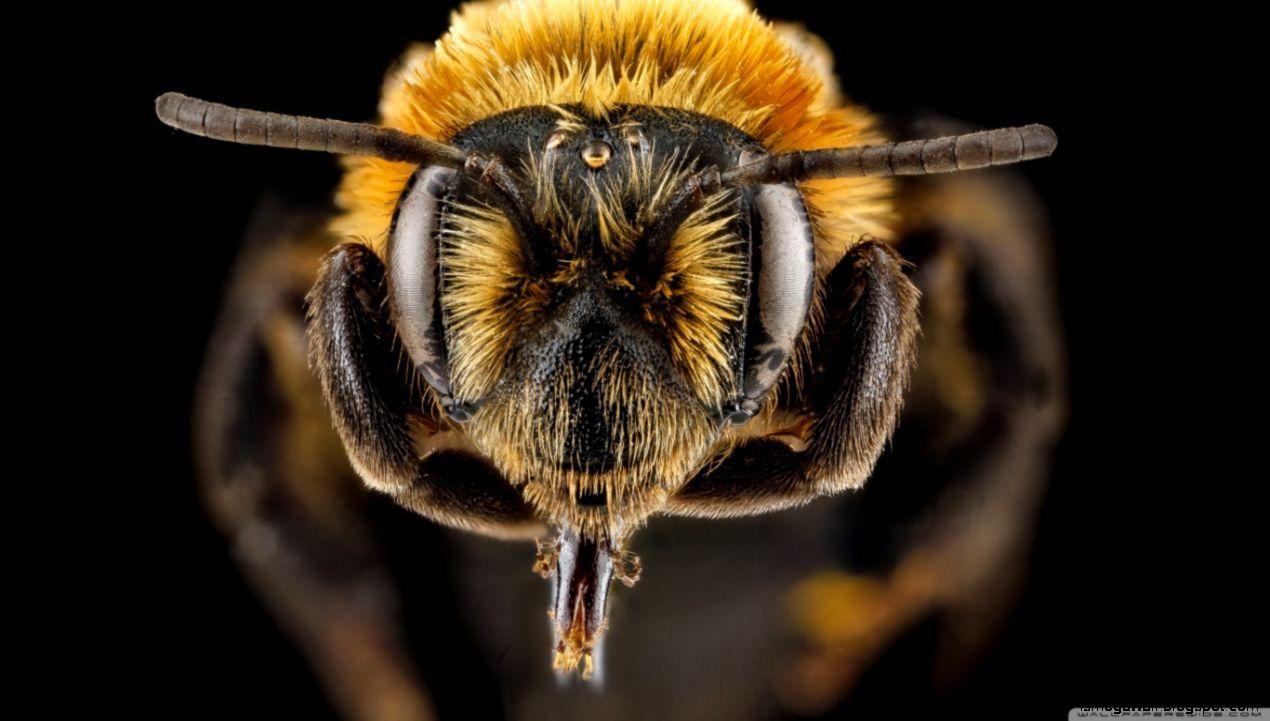 Bee Desktop Wallpapers - Top Free Bee Desktop Backgrounds - WallpaperAccess