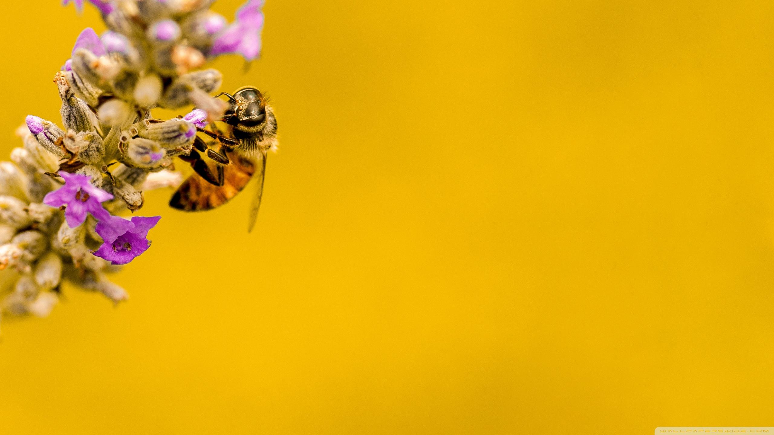 Bee Desktop Wallpapers - Top Free Bee Desktop Backgrounds - WallpaperAccess