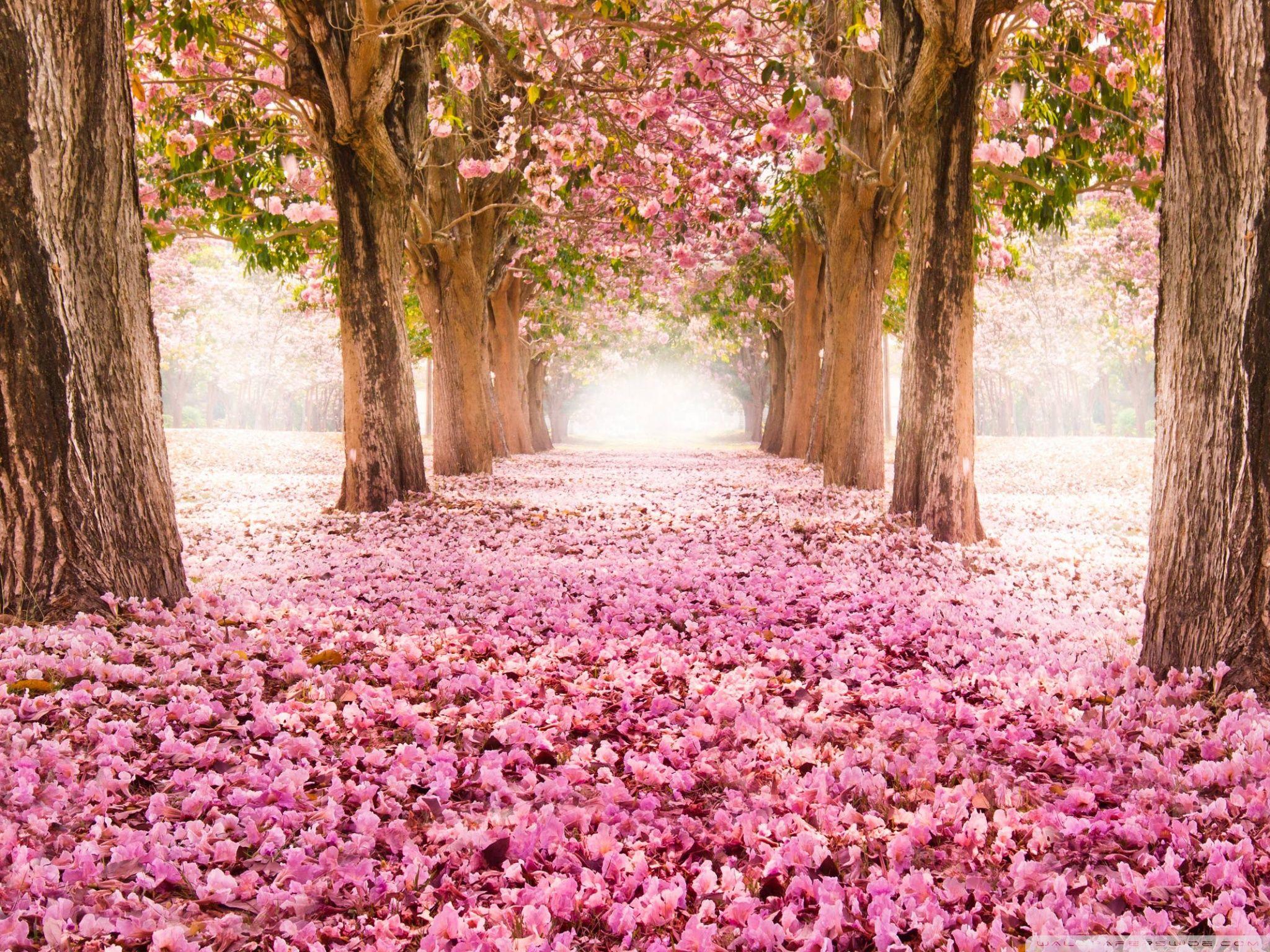 Cute Forest Wallpapers - Top Free Cute Forest Backgrounds - WallpaperAccess