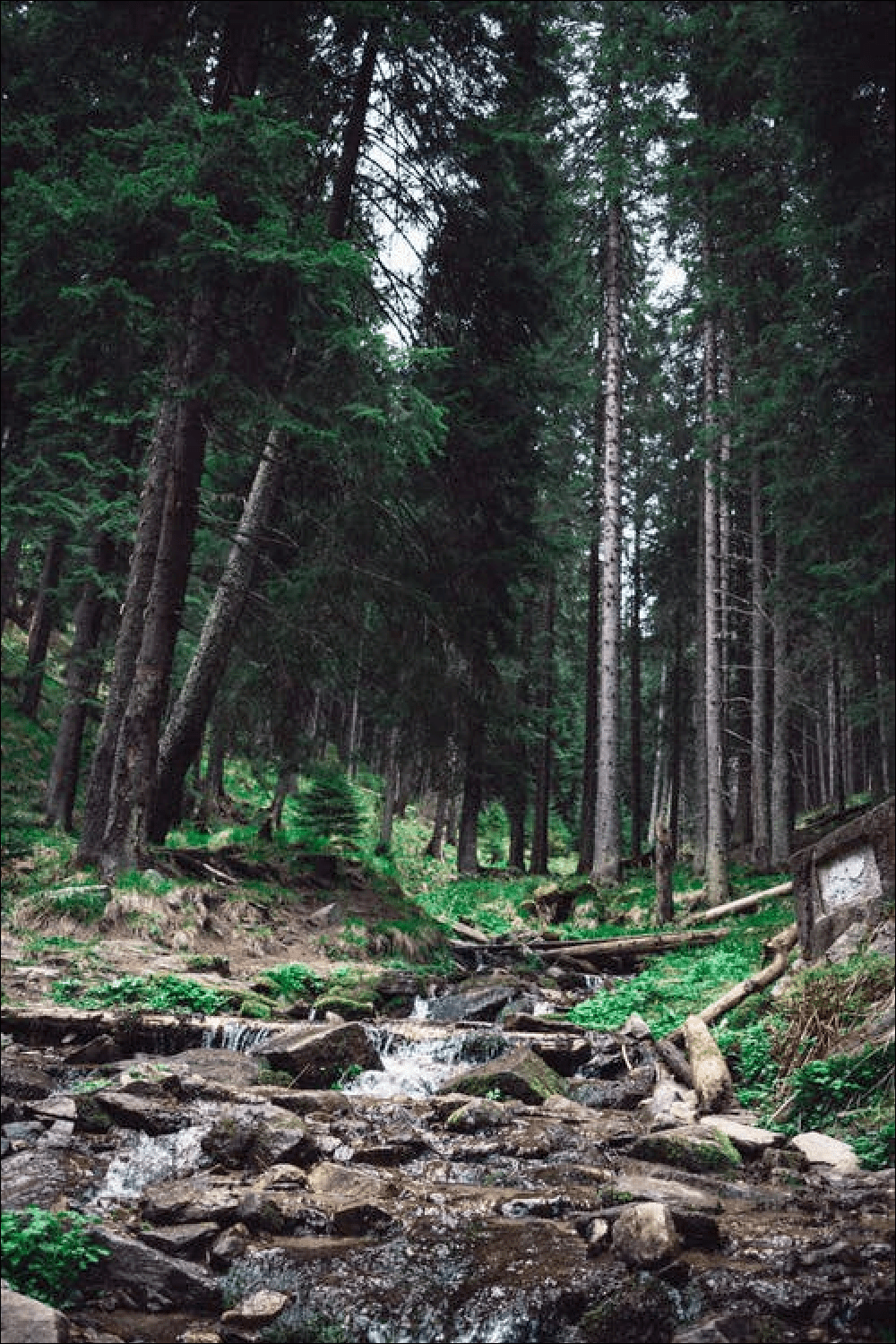 Cute Forest Wallpapers - Top Free Cute Forest Backgrounds - WallpaperAccess