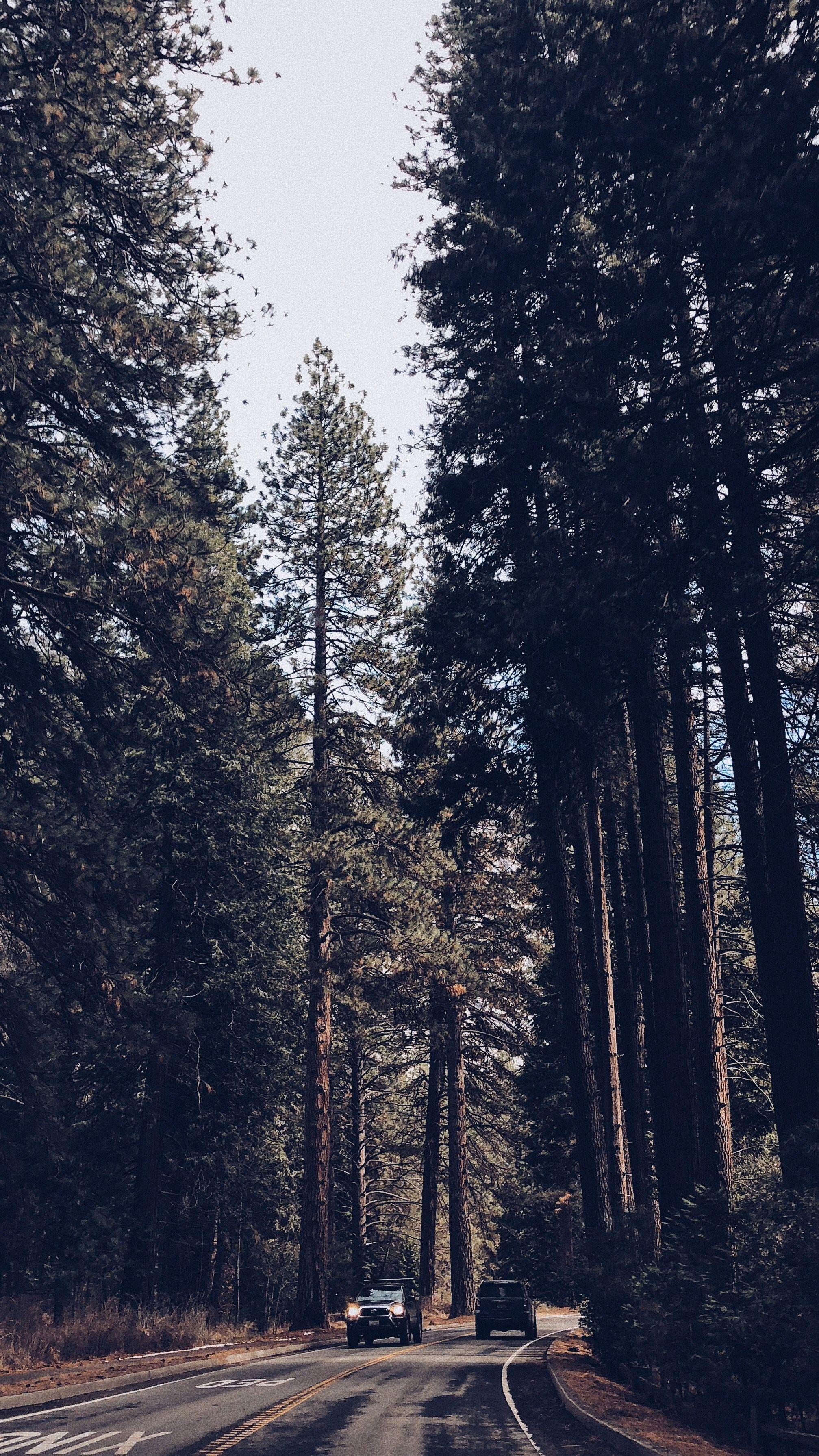 Cute Forest Wallpapers - Top Free Cute Forest Backgrounds - WallpaperAccess