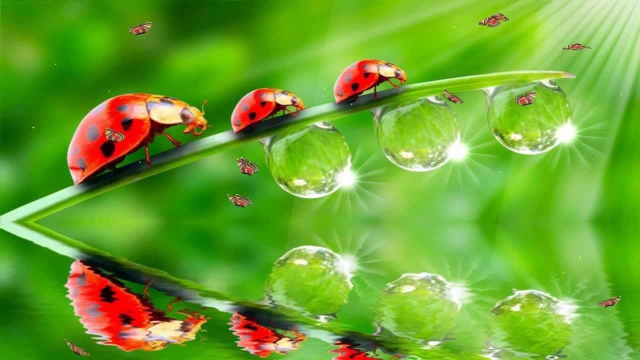 Ladybug Wallpapers - Top Free Ladybug Backgrounds - WallpaperAccess