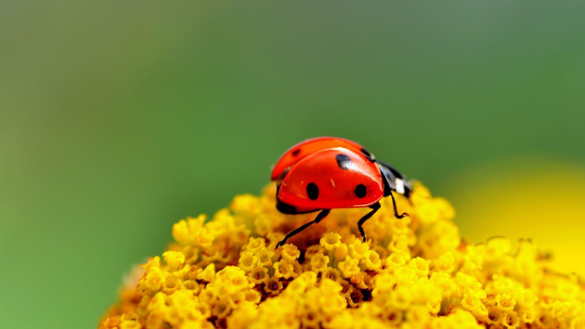 Ladybug Wallpapers - Top Free Ladybug Backgrounds - WallpaperAccess