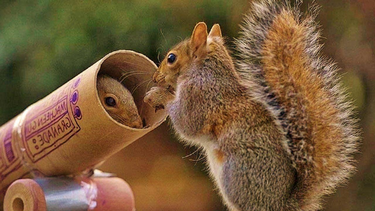 Animal Planet Wallpapers - Top Free Animal Planet Backgrounds ...