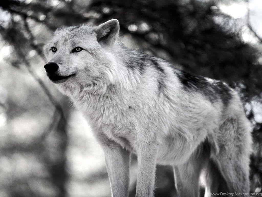 Animal Planet Wallpapers - Top Free Animal Planet Backgrounds ...