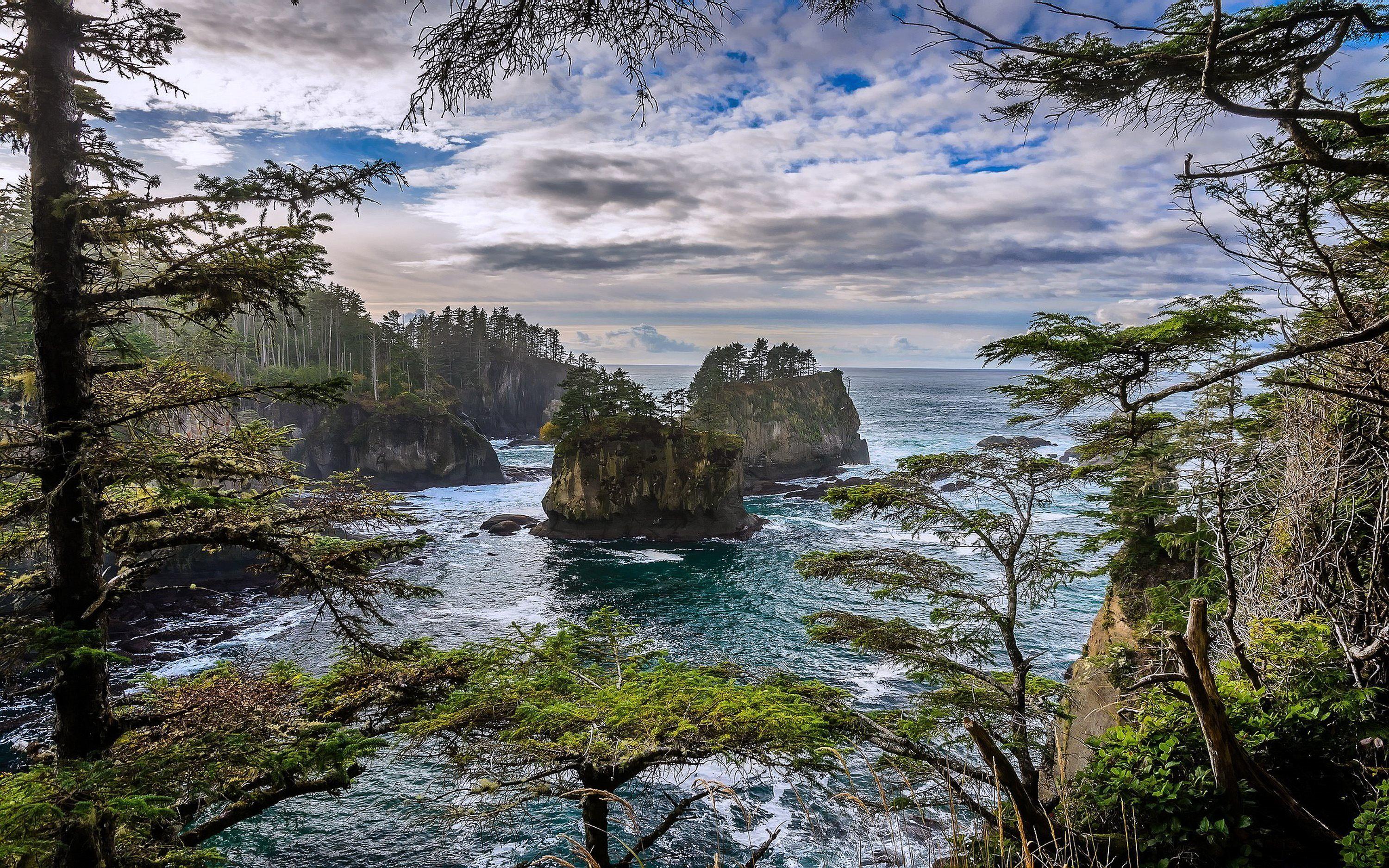 Ocean Forest Wallpapers - Top Free Ocean Forest Backgrounds ...