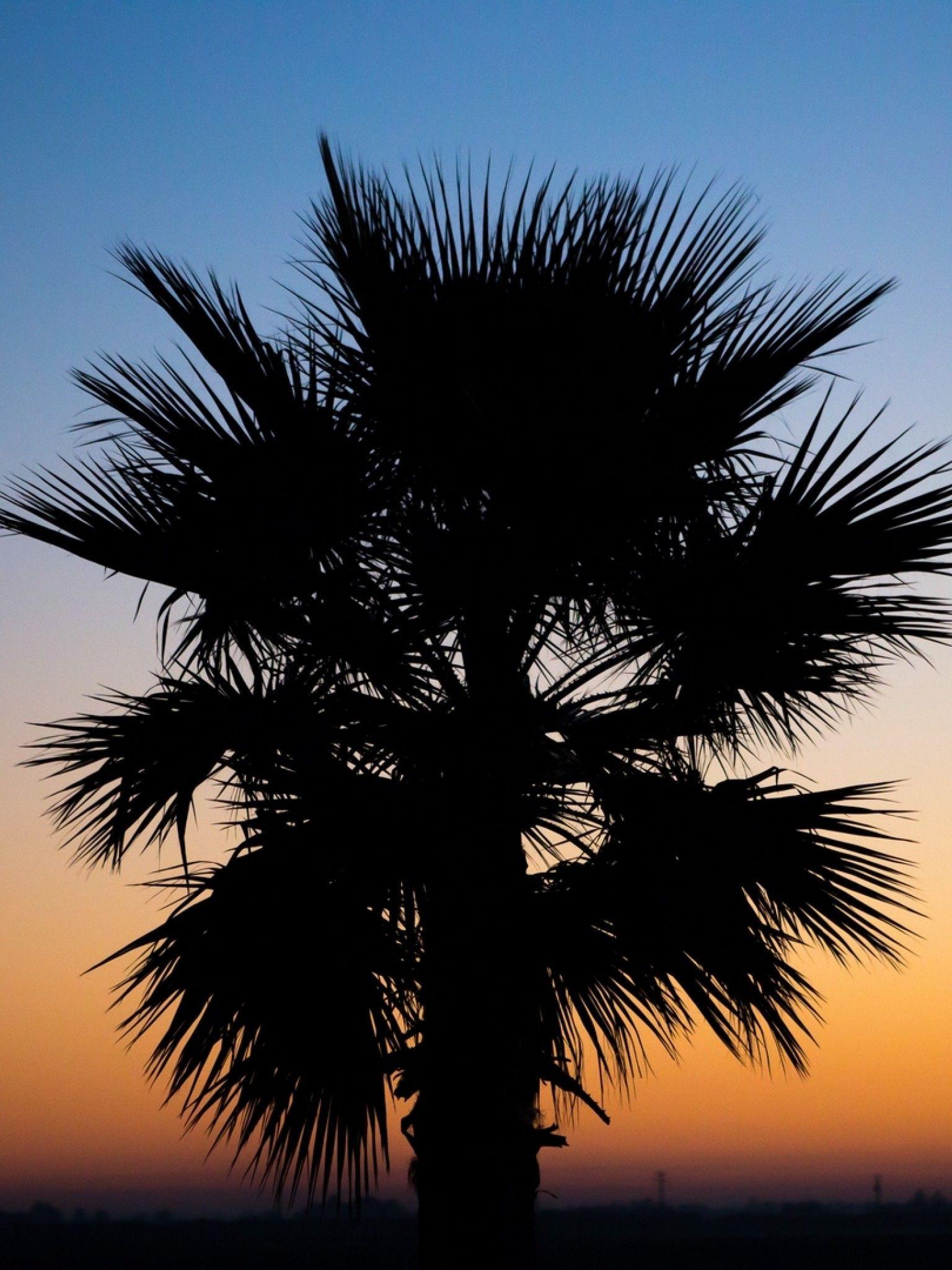 Tropical Tree Wallpapers - Top Free Tropical Tree Backgrounds ...