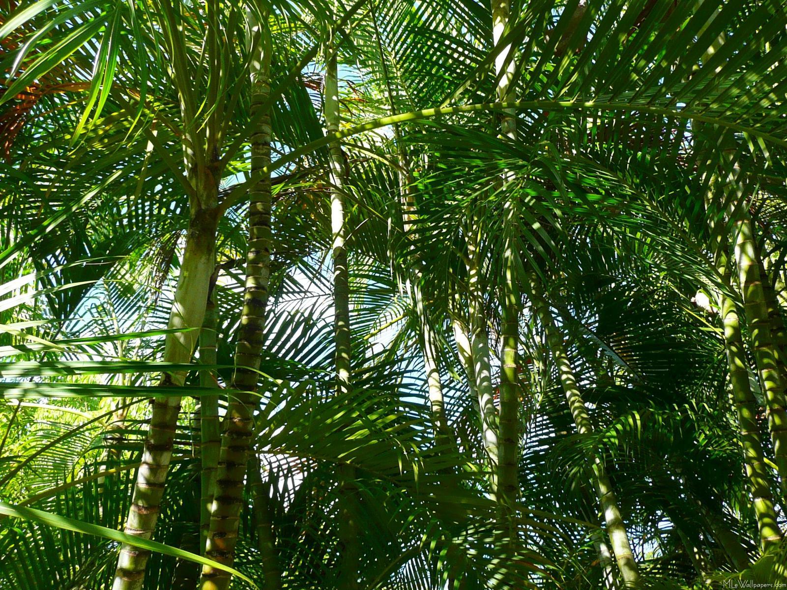 Tropical Tree Wallpapers - Top Free Tropical Tree Backgrounds ...