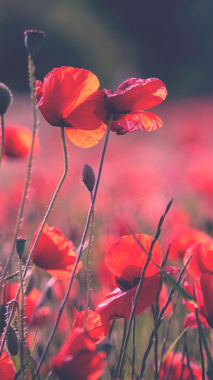 Nature Flowers iPhone Wallpapers - Top Free Nature Flowers iPhone ...