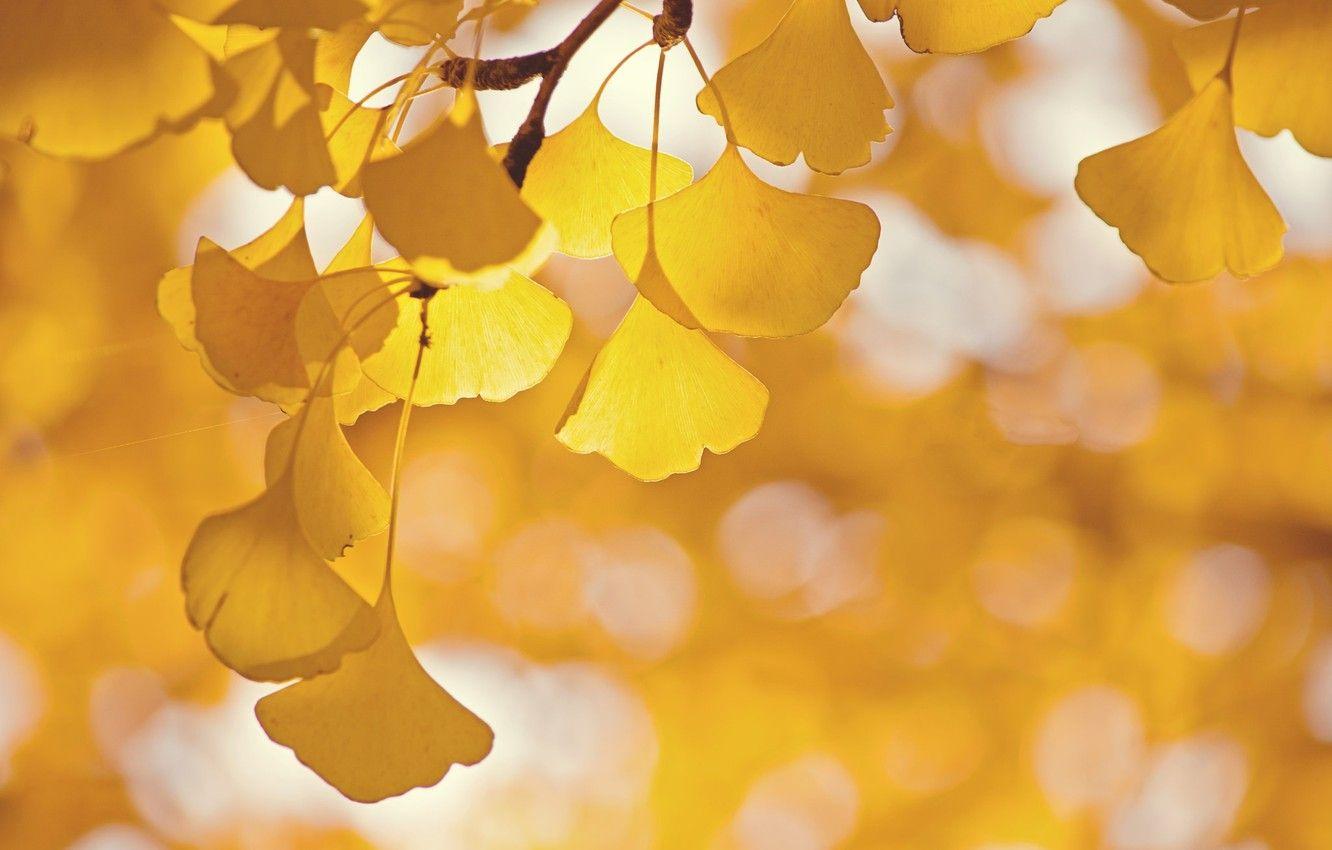 Ginkgo Wallpapers - Top Free Ginkgo Backgrounds - WallpaperAccess