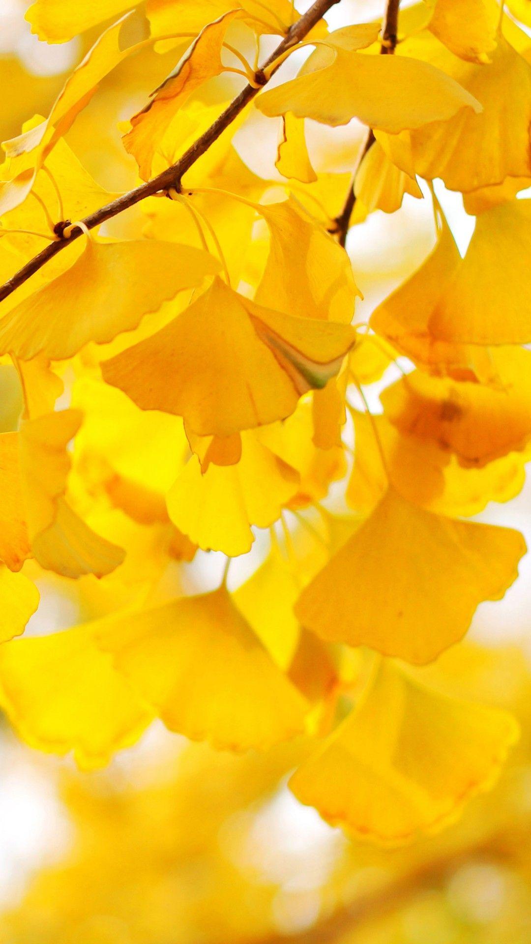 Ginkgo Tree Wallpapers - Top Free Ginkgo Tree Backgrounds - WallpaperAccess