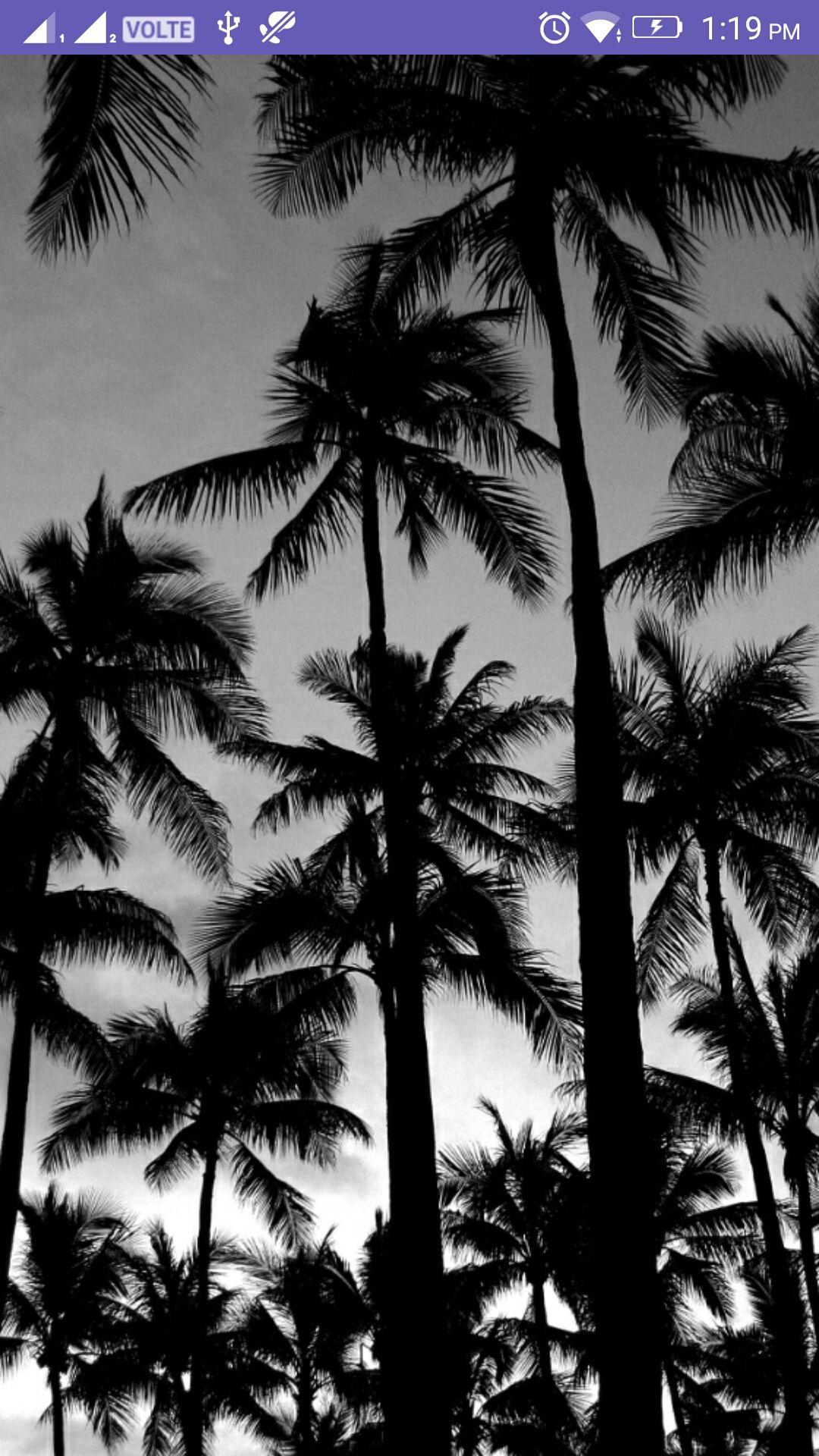 Palm Tree 4K Wallpapers - Top Free Palm Tree 4K Backgrounds ...
