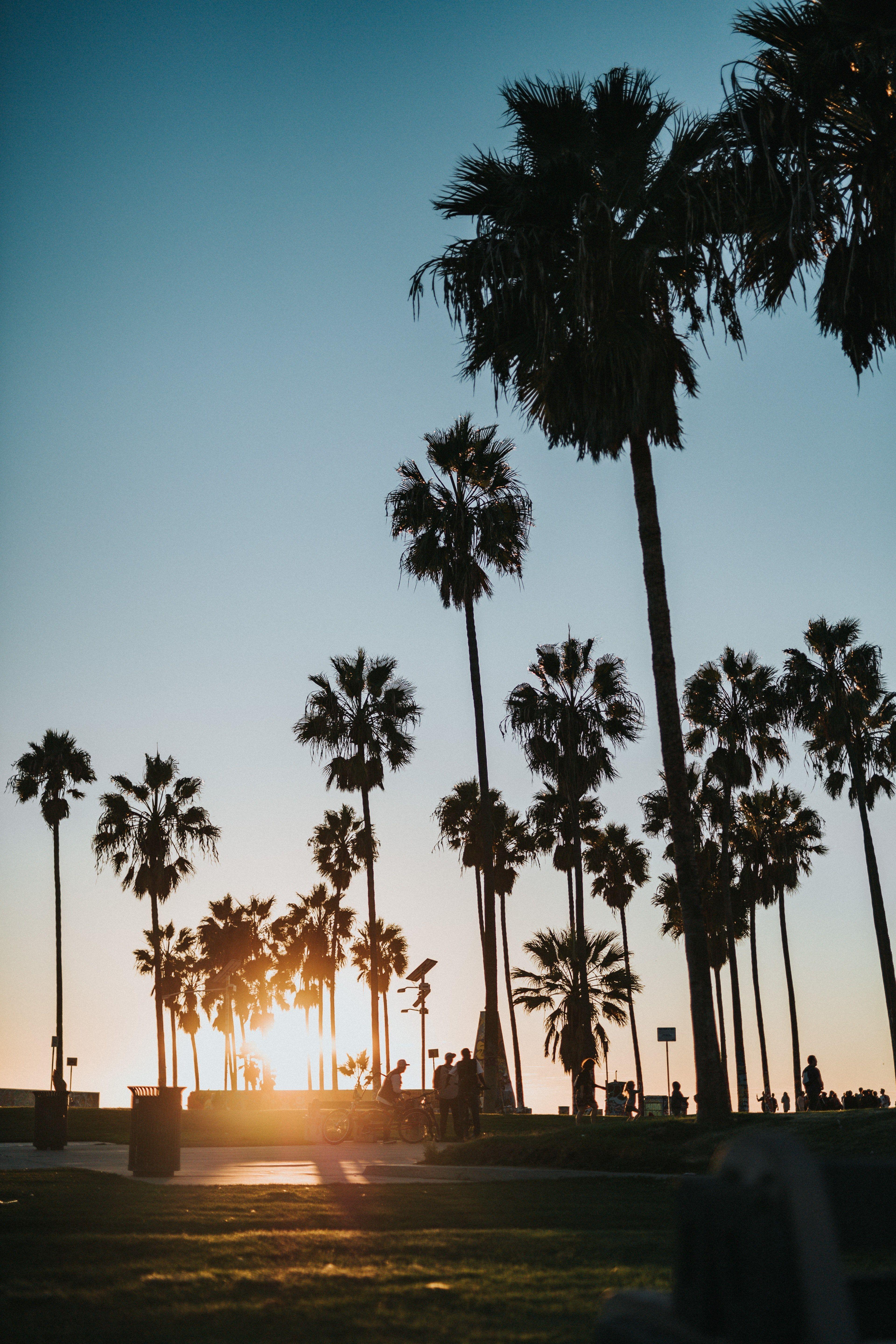 Palm Tree 4K Wallpapers - Top Free Palm Tree 4K Backgrounds ...