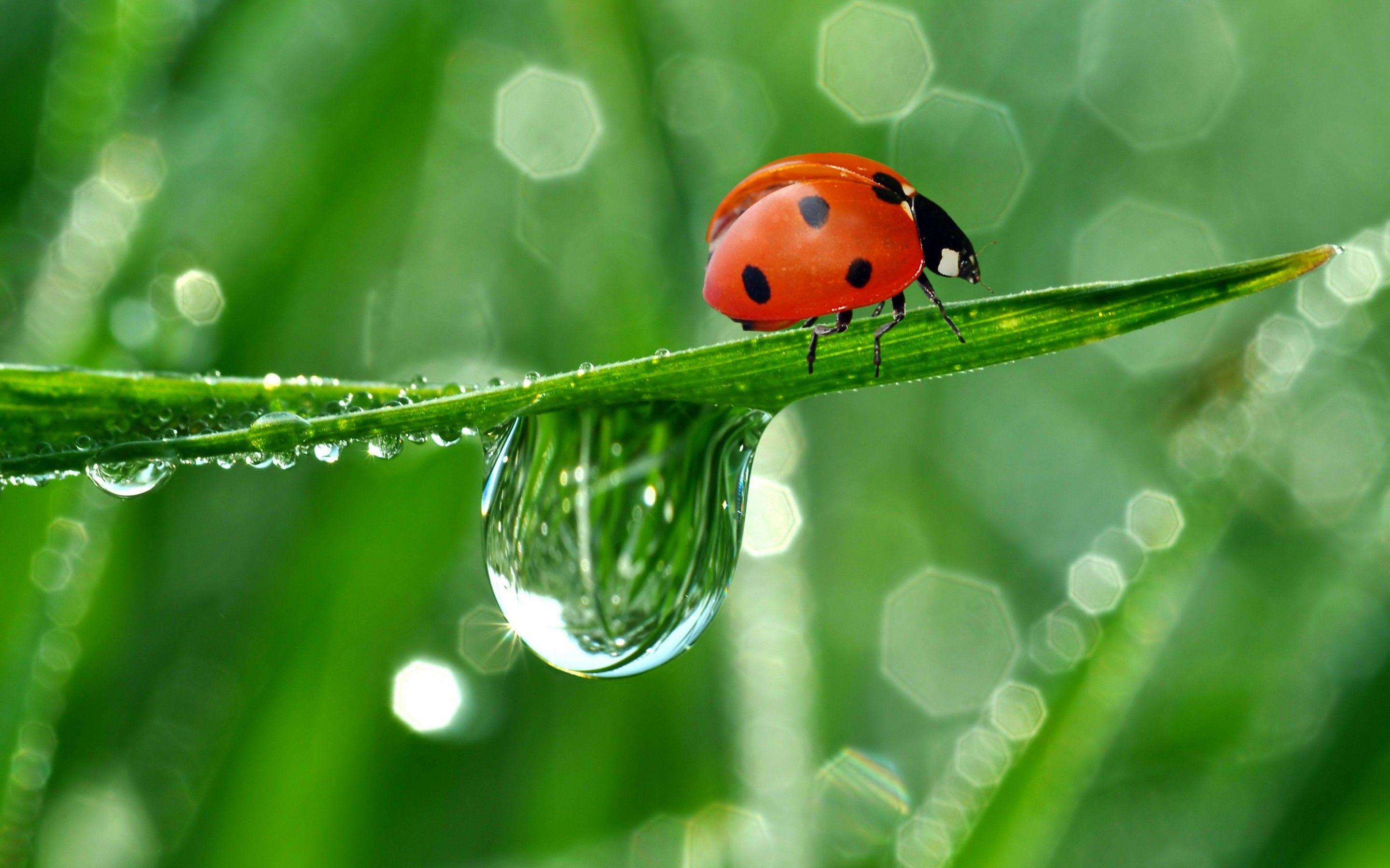 Cute Ladybug Wallpapers - Top Free Cute Ladybug Backgrounds ...