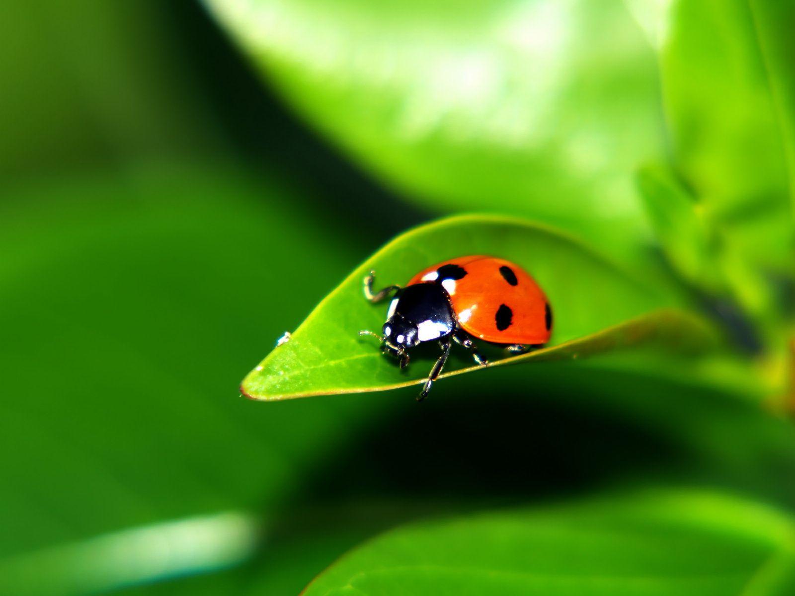 Cute Ladybug Wallpapers - Top Free Cute Ladybug Backgrounds ...