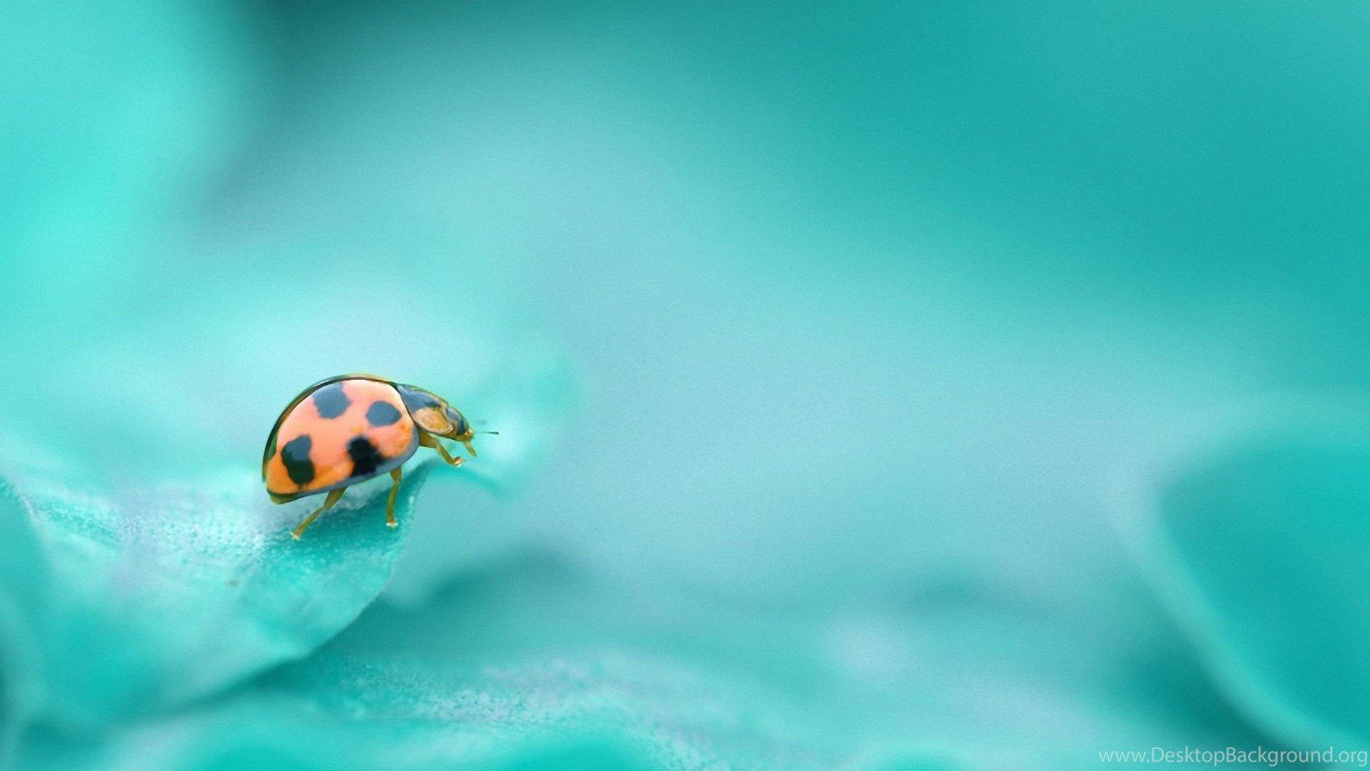 Cute Ladybug Wallpapers - Top Free Cute Ladybug Backgrounds ...