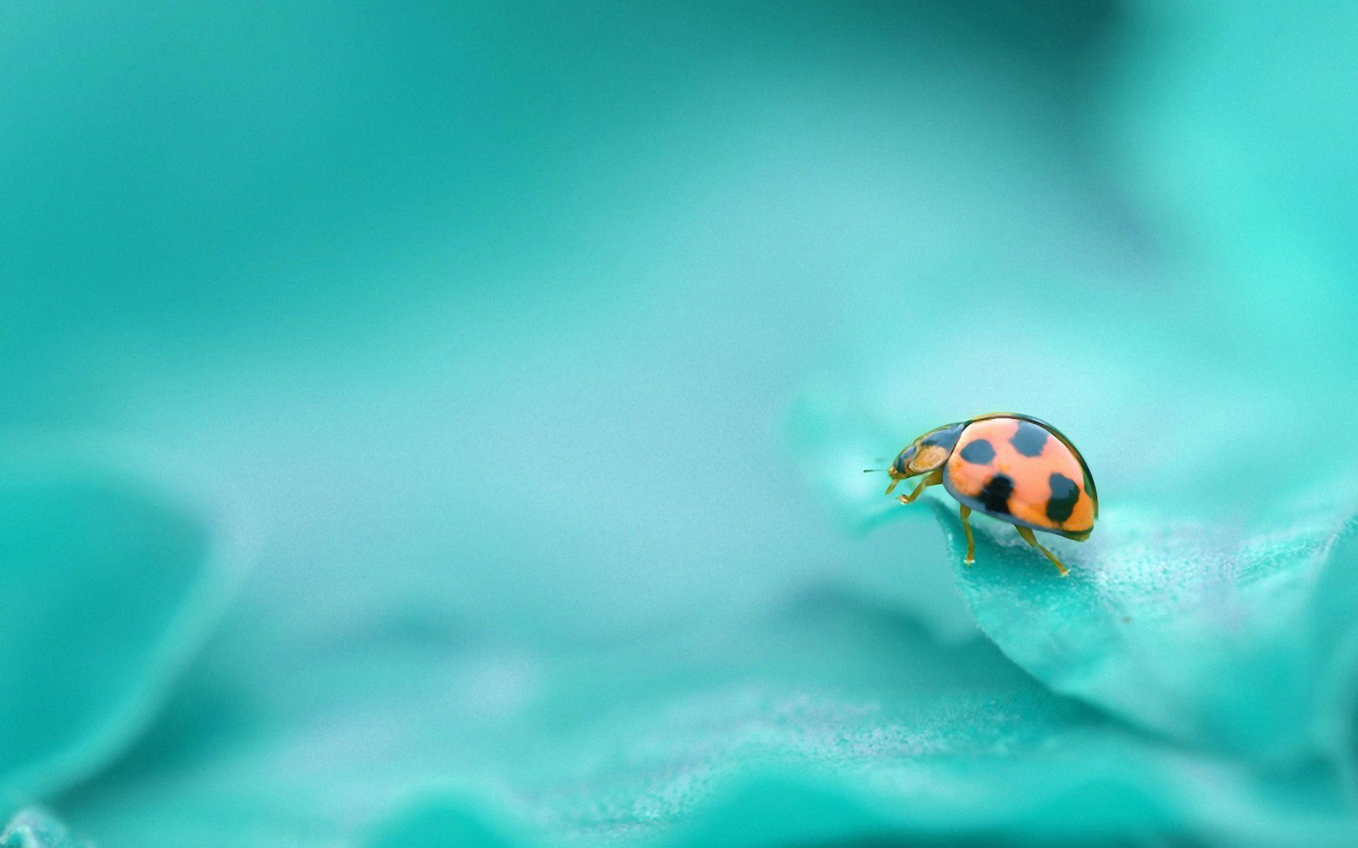 Cute Ladybug Wallpapers - Top Free Cute Ladybug Backgrounds ...