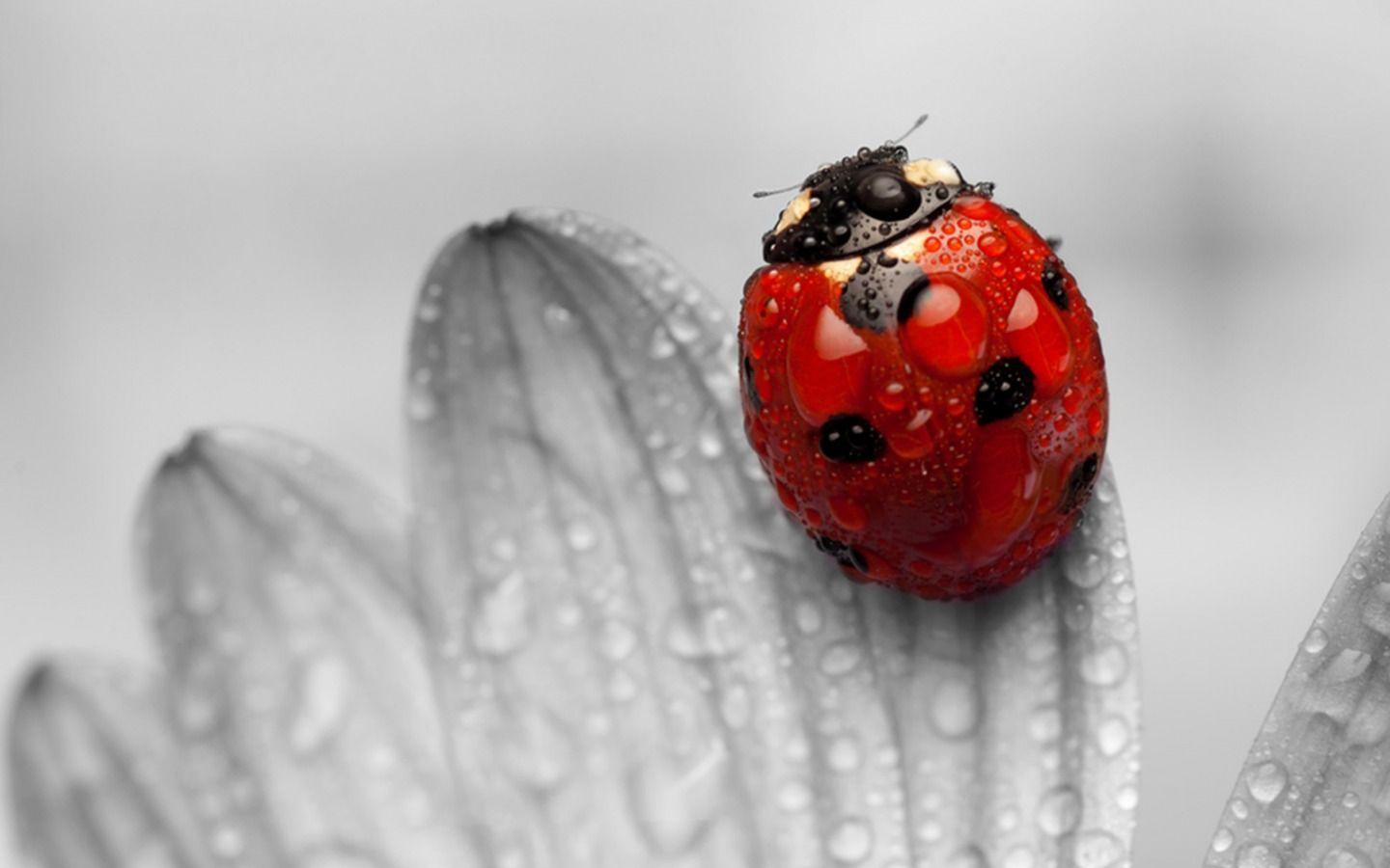 Cute Ladybug Wallpapers - Top Free Cute Ladybug Backgrounds ...