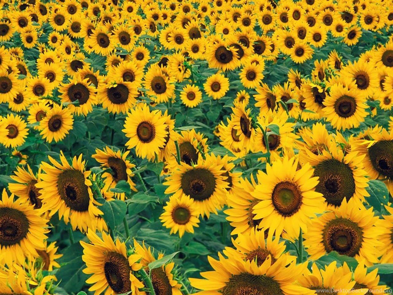 Beautiful Yellow Wallpapers - Top Free Beautiful Yellow Backgrounds ...