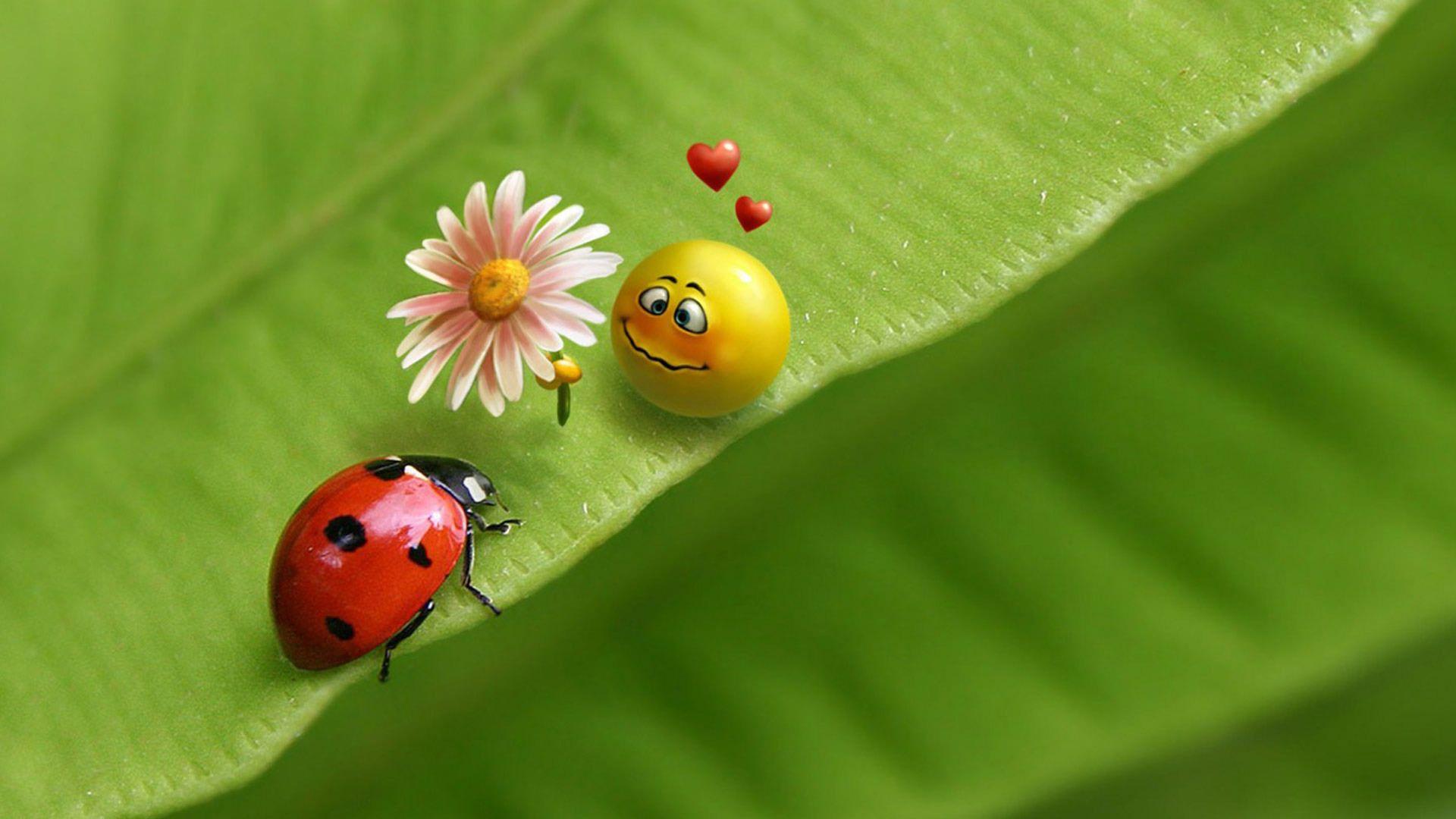 Cute Ladybug Wallpapers - Top Free Cute Ladybug Backgrounds ...