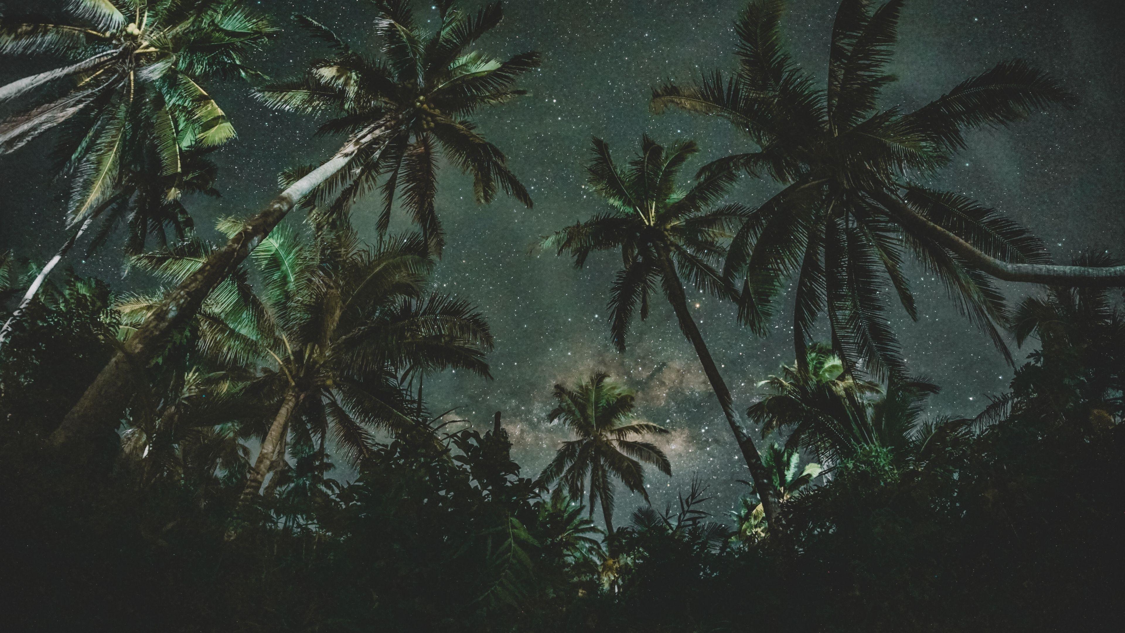 Palm Tree 4K Wallpapers - Top Free Palm Tree 4K Backgrounds ...
