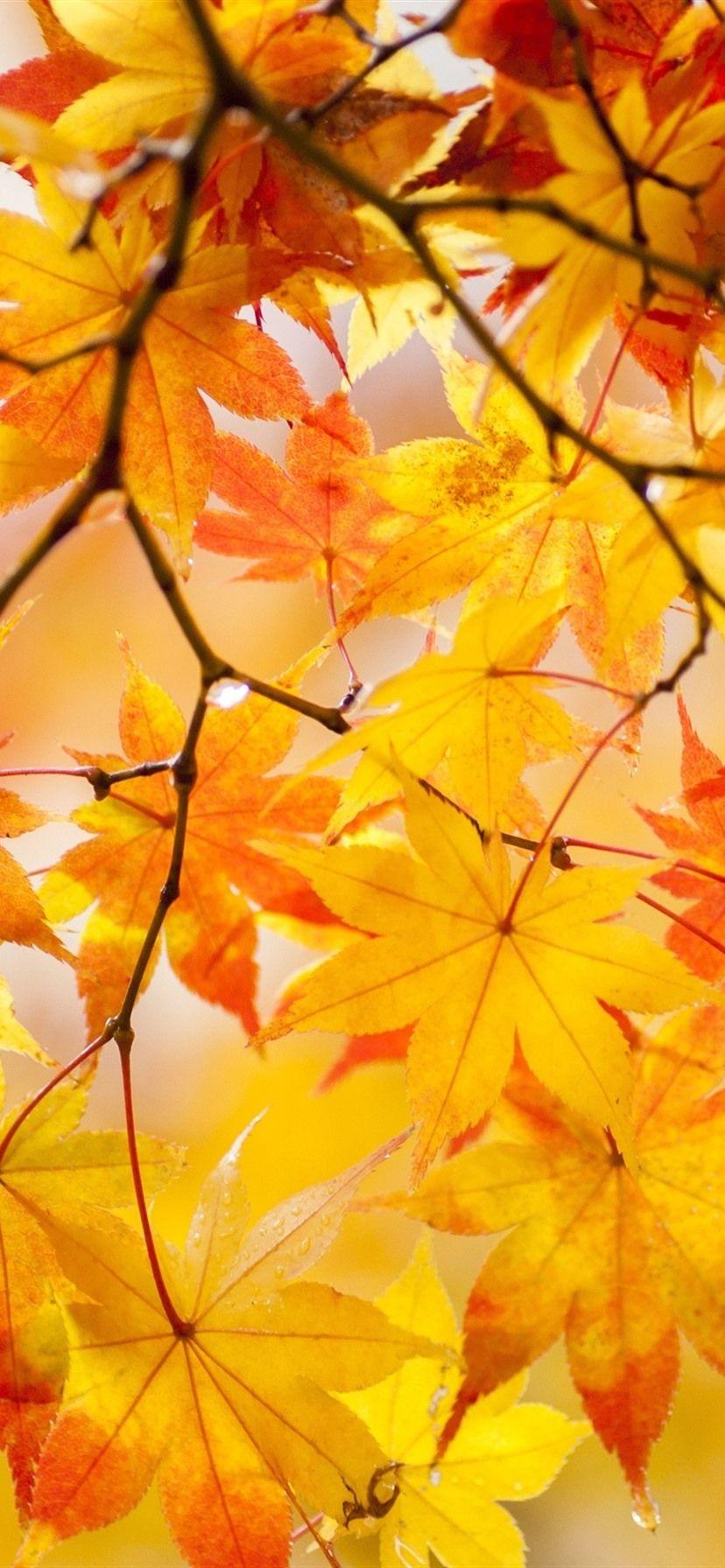 Beautiful Fall iPhone Wallpapers - Top Free Beautiful Fall iPhone ...