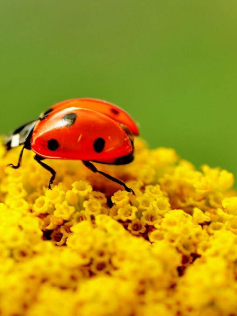 Cute Ladybug Wallpapers - Top Free Cute Ladybug Backgrounds ...