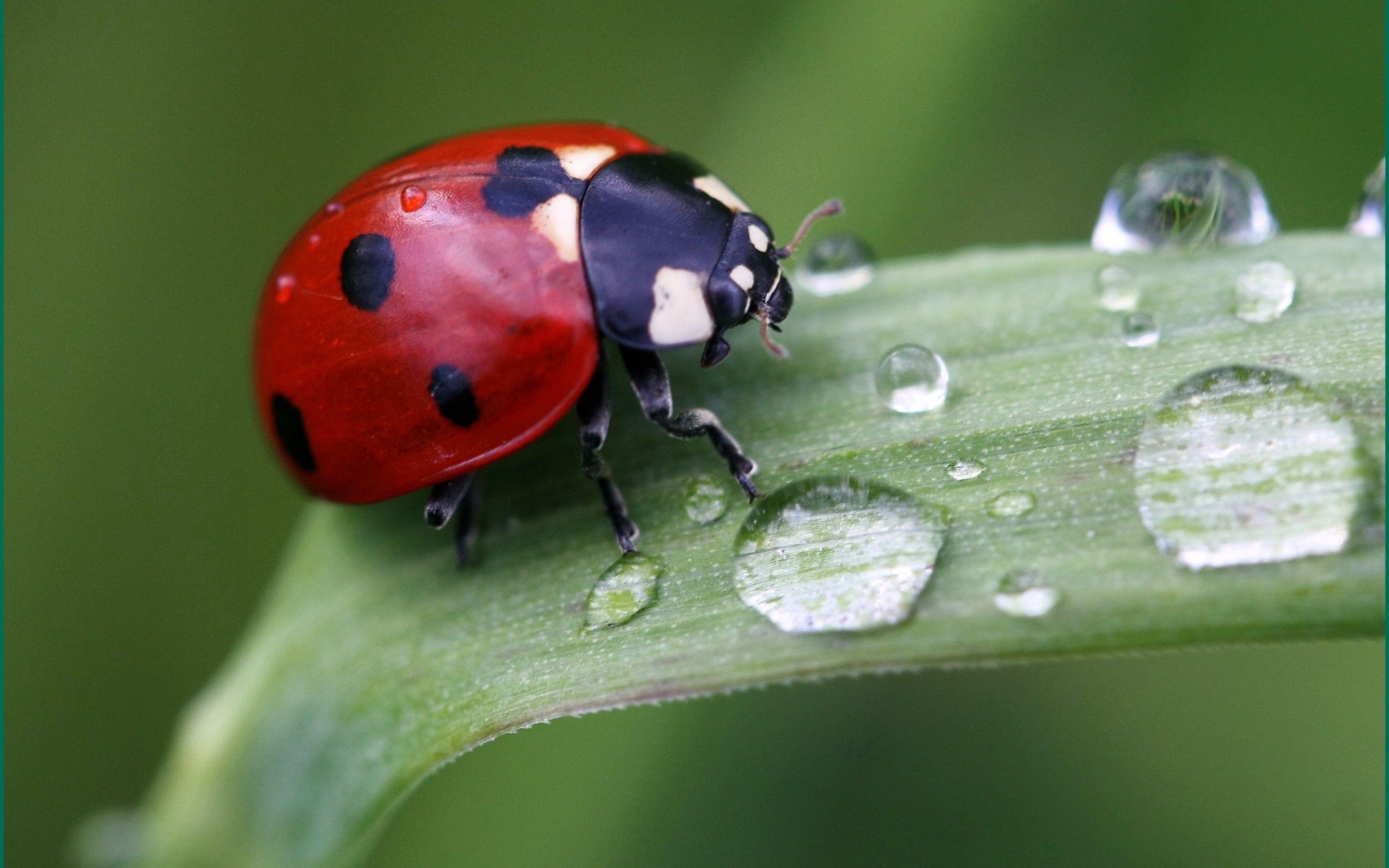 Cute Ladybug Wallpapers - Top Free Cute Ladybug Backgrounds ...