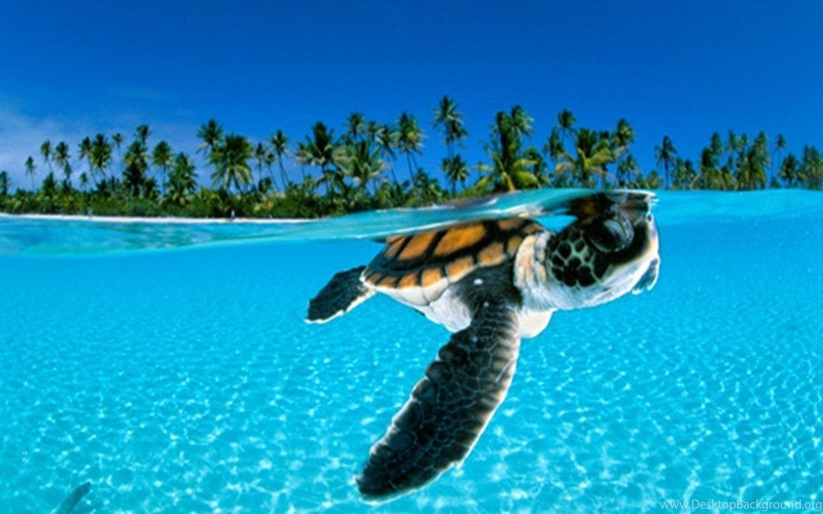 Animal Computer Wallpapers - Top Free Animal Computer Backgrounds ...