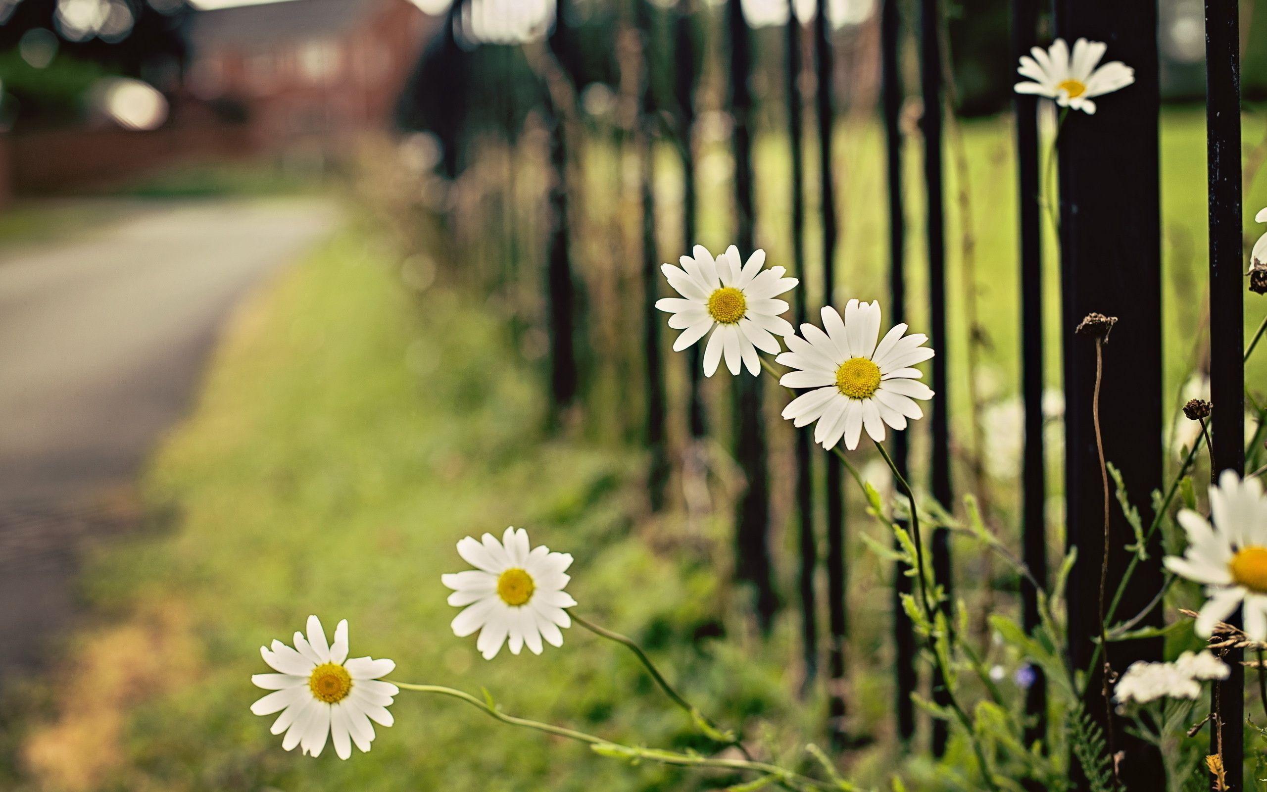 Daisy Computer Wallpapers - Top Free Daisy Computer Backgrounds ...