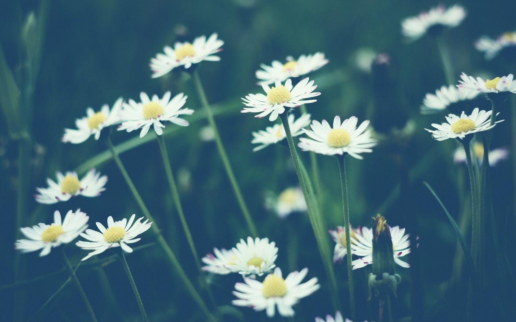 Daisy Computer Wallpapers - Top Free Daisy Computer Backgrounds ...