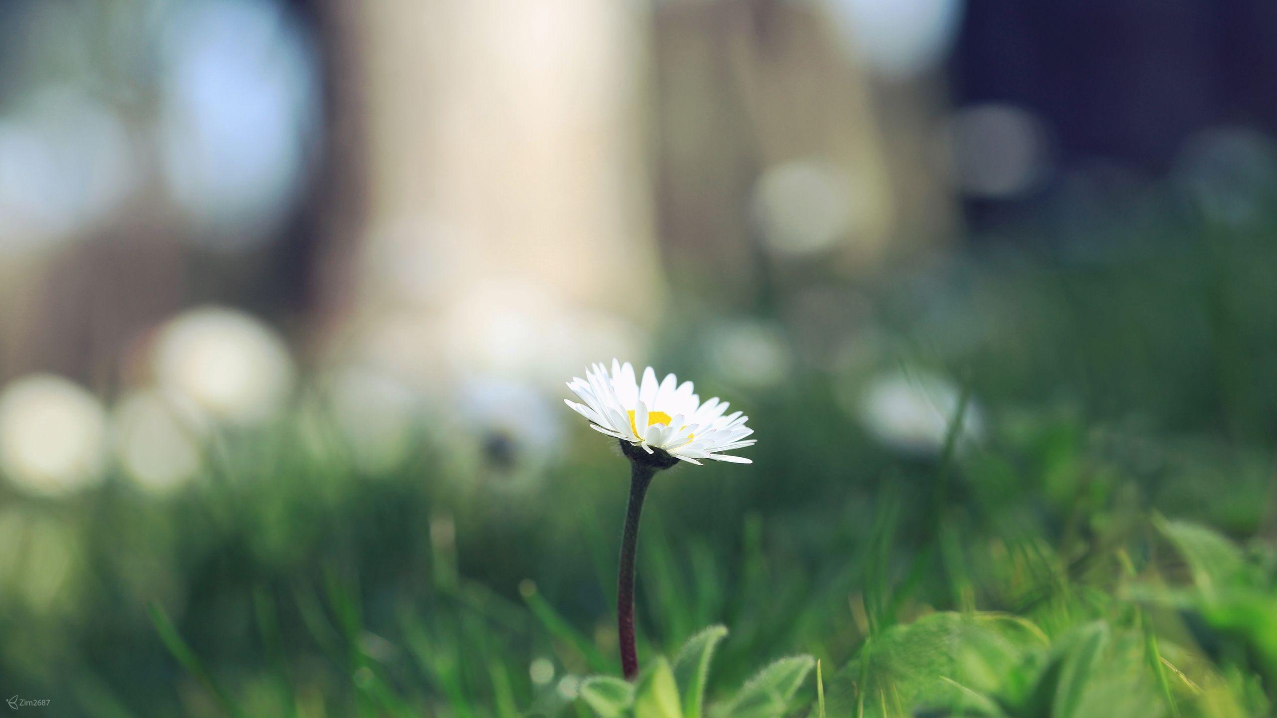 Daisy Computer Wallpapers - Top Free Daisy Computer Backgrounds ...
