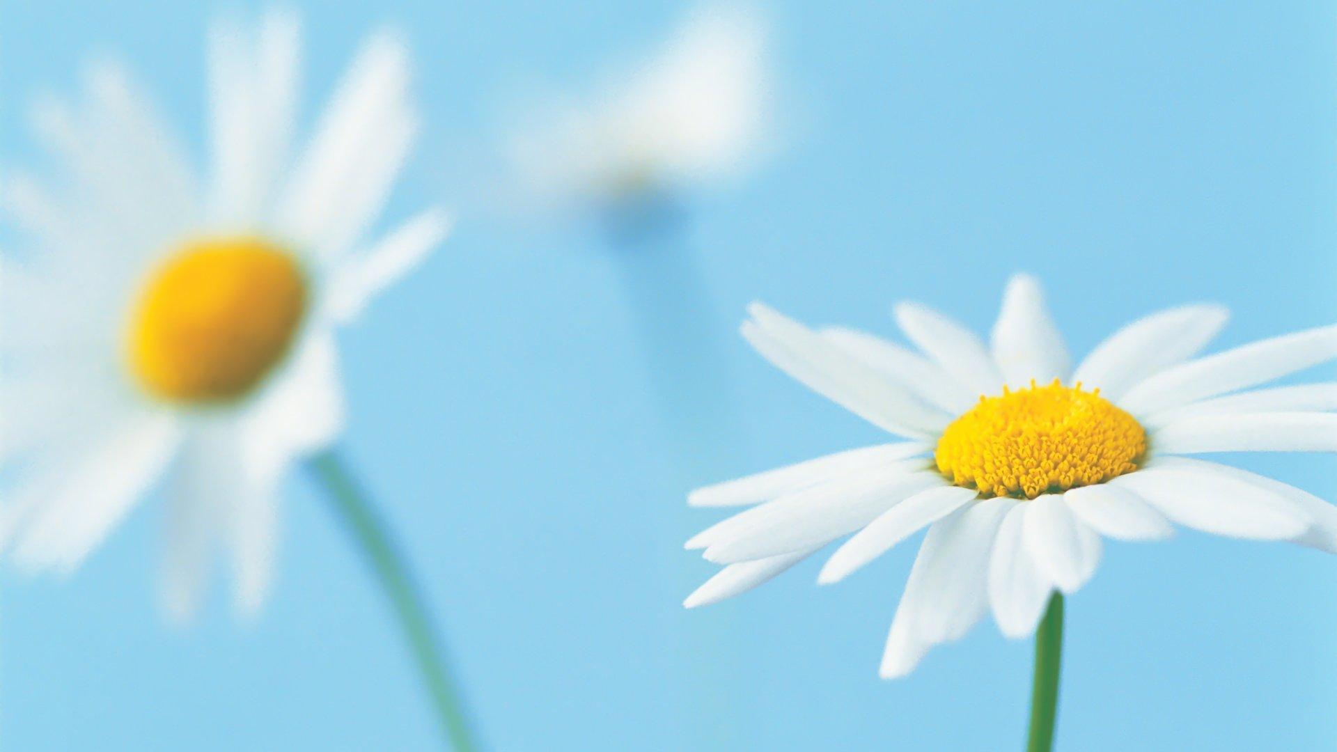 Daisy Computer Wallpapers - Top Free Daisy Computer Backgrounds ...