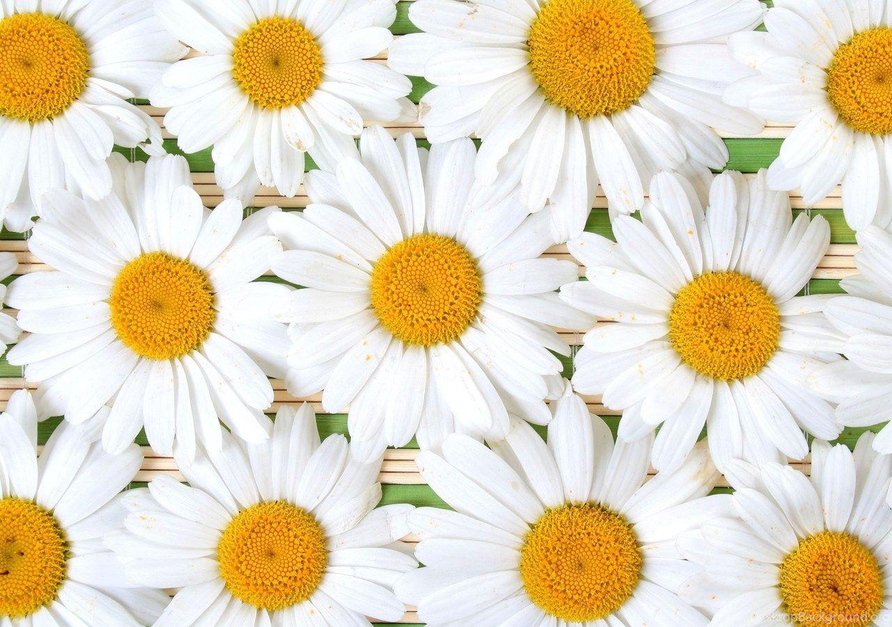 Daisy Computer Wallpapers - Top Free Daisy Computer Backgrounds ...