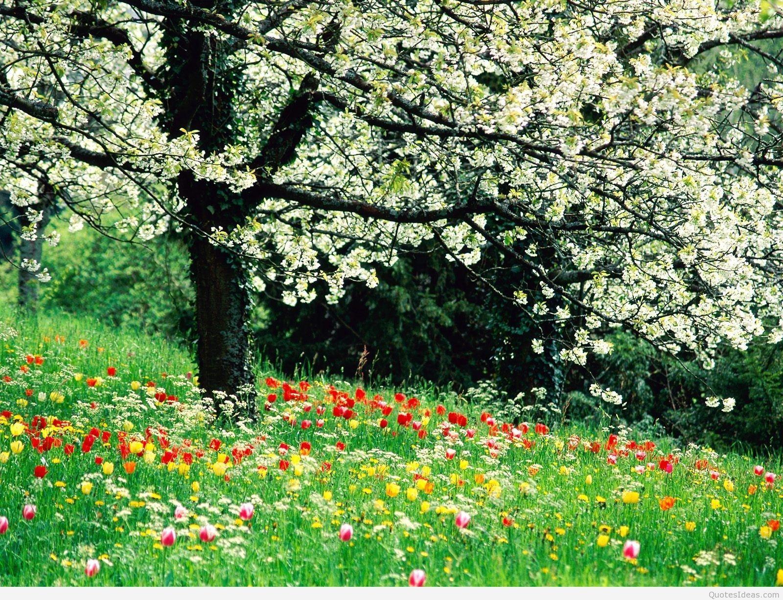 Beautiful Spring Flowers Wallpapers - Top Free Beautiful Spring Flowers ...
