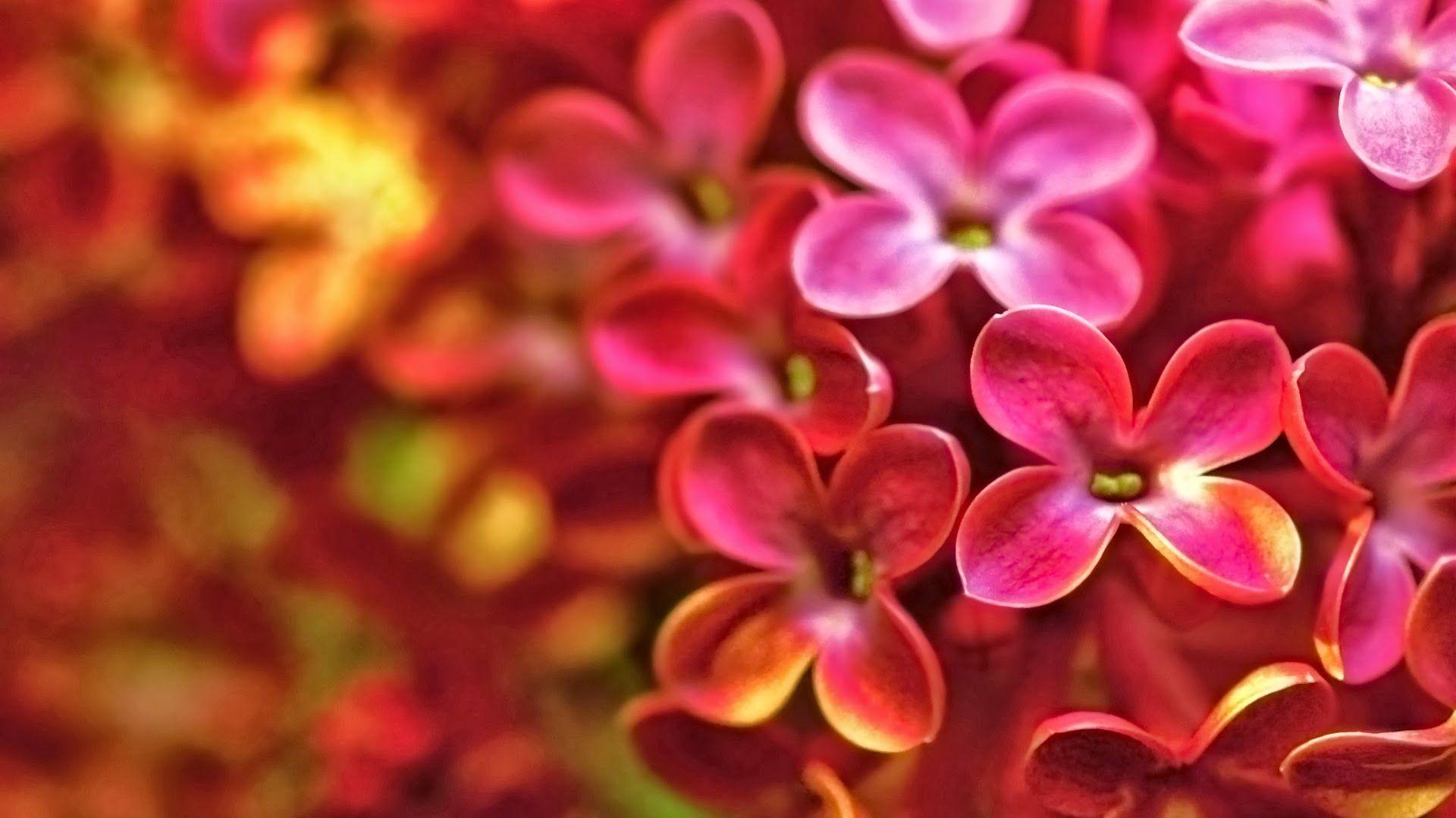 Beautiful Spring Flowers Wallpapers - Top Free Beautiful Spring Flowers ...