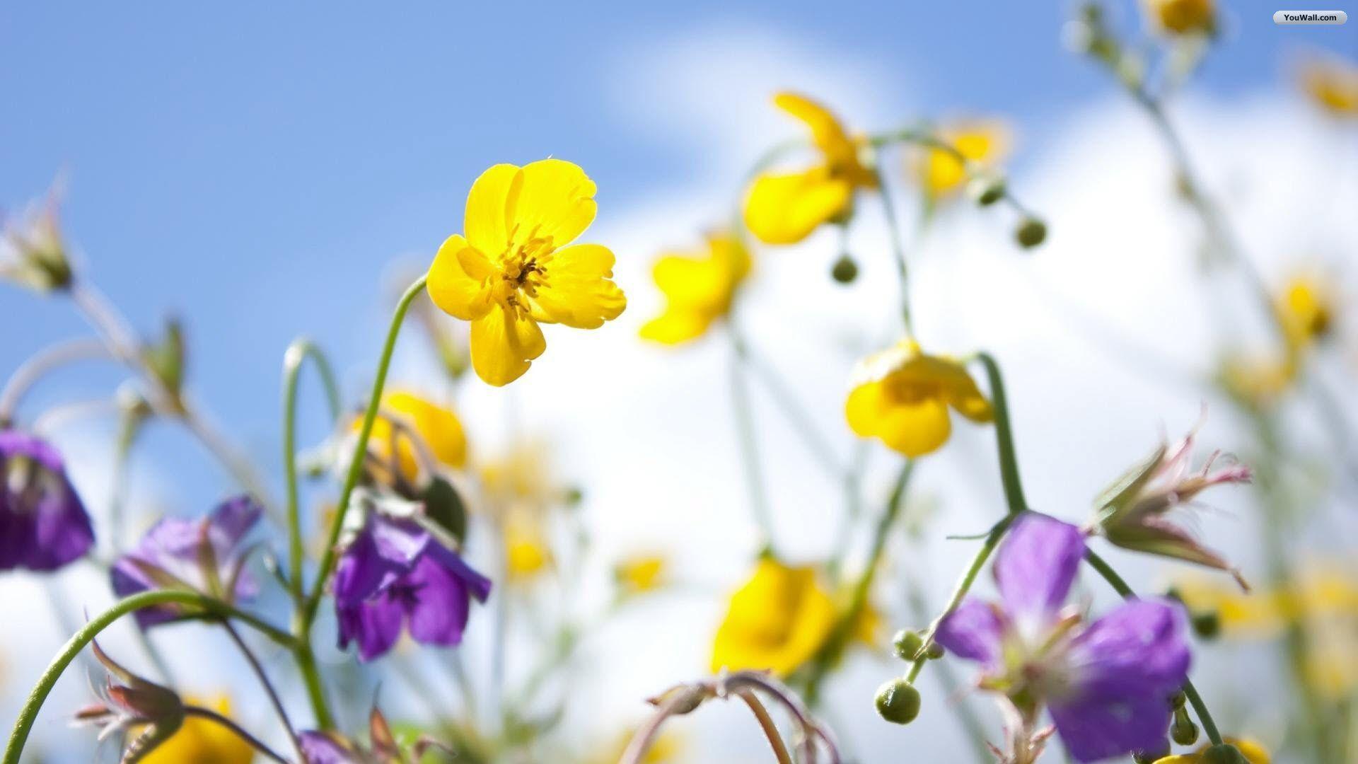 Beautiful Spring Flowers Wallpapers - Top Free Beautiful Spring Flowers ...