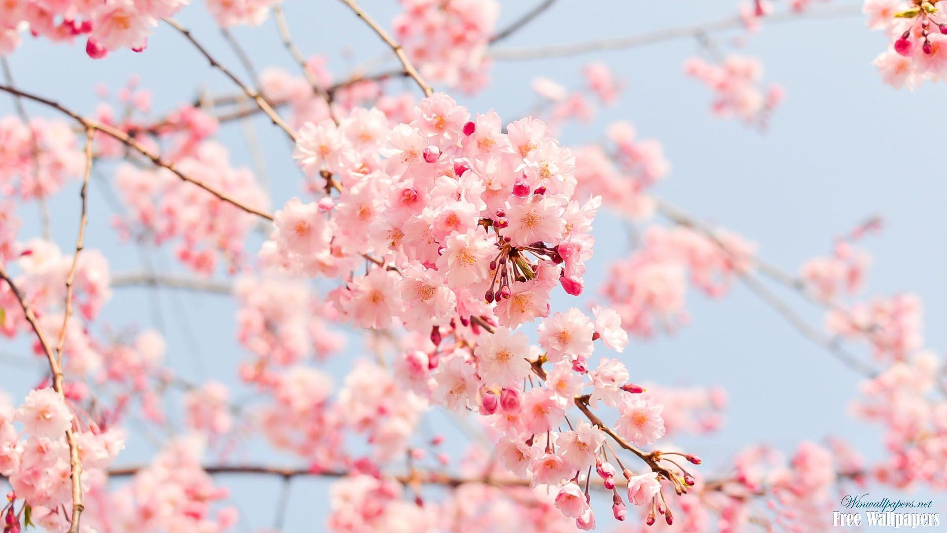 Beautiful Spring Flowers Wallpapers - Top Free Beautiful Spring Flowers ...