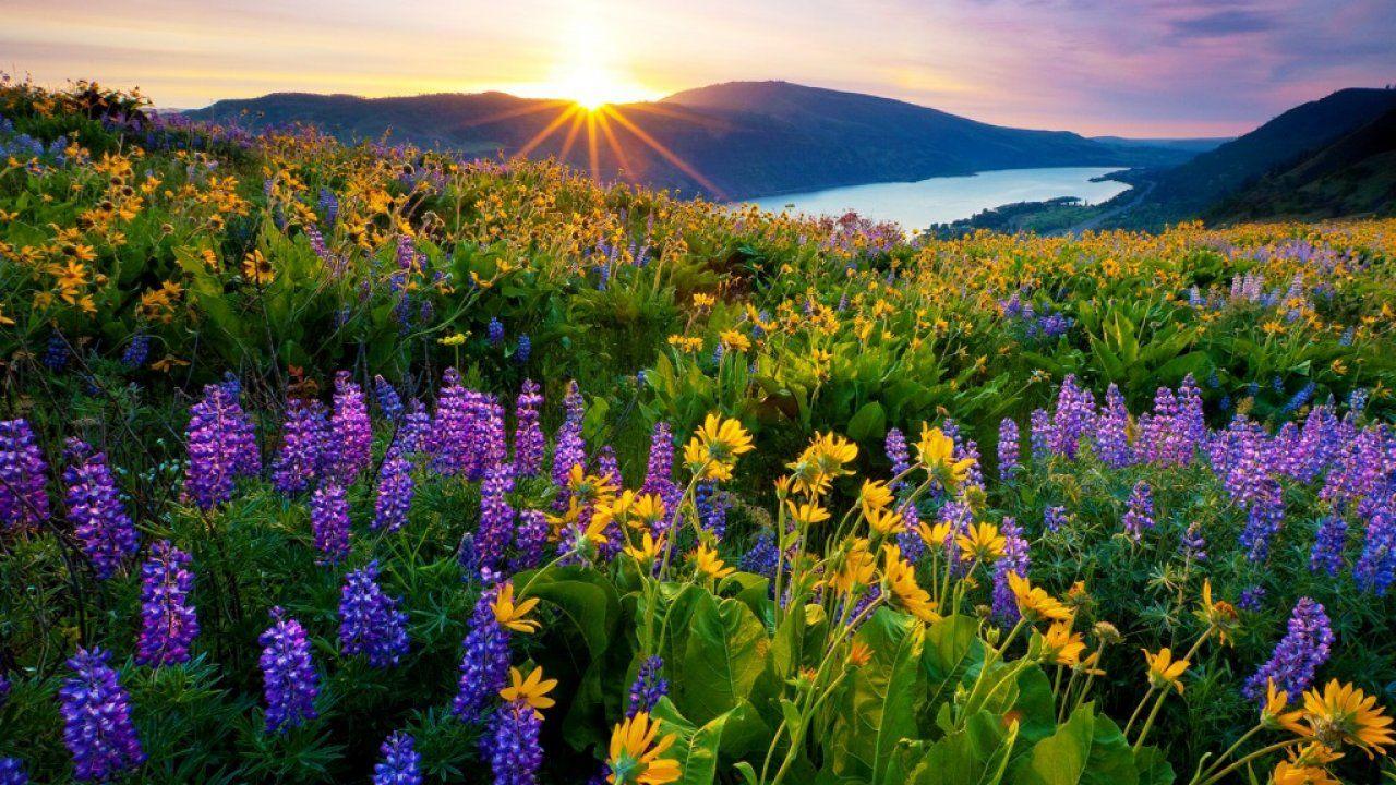 Springtime Desktop Wallpapers - Top Free Springtime Desktop Backgrounds ...