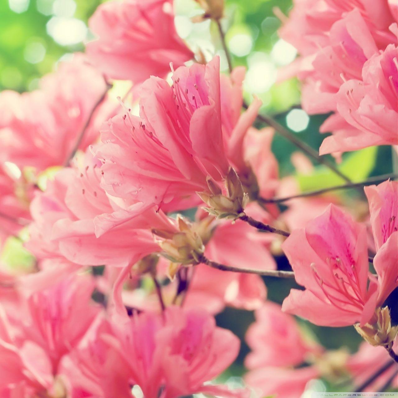 Beautiful Spring Flowers Wallpapers - Top Free Beautiful Spring Flowers ...