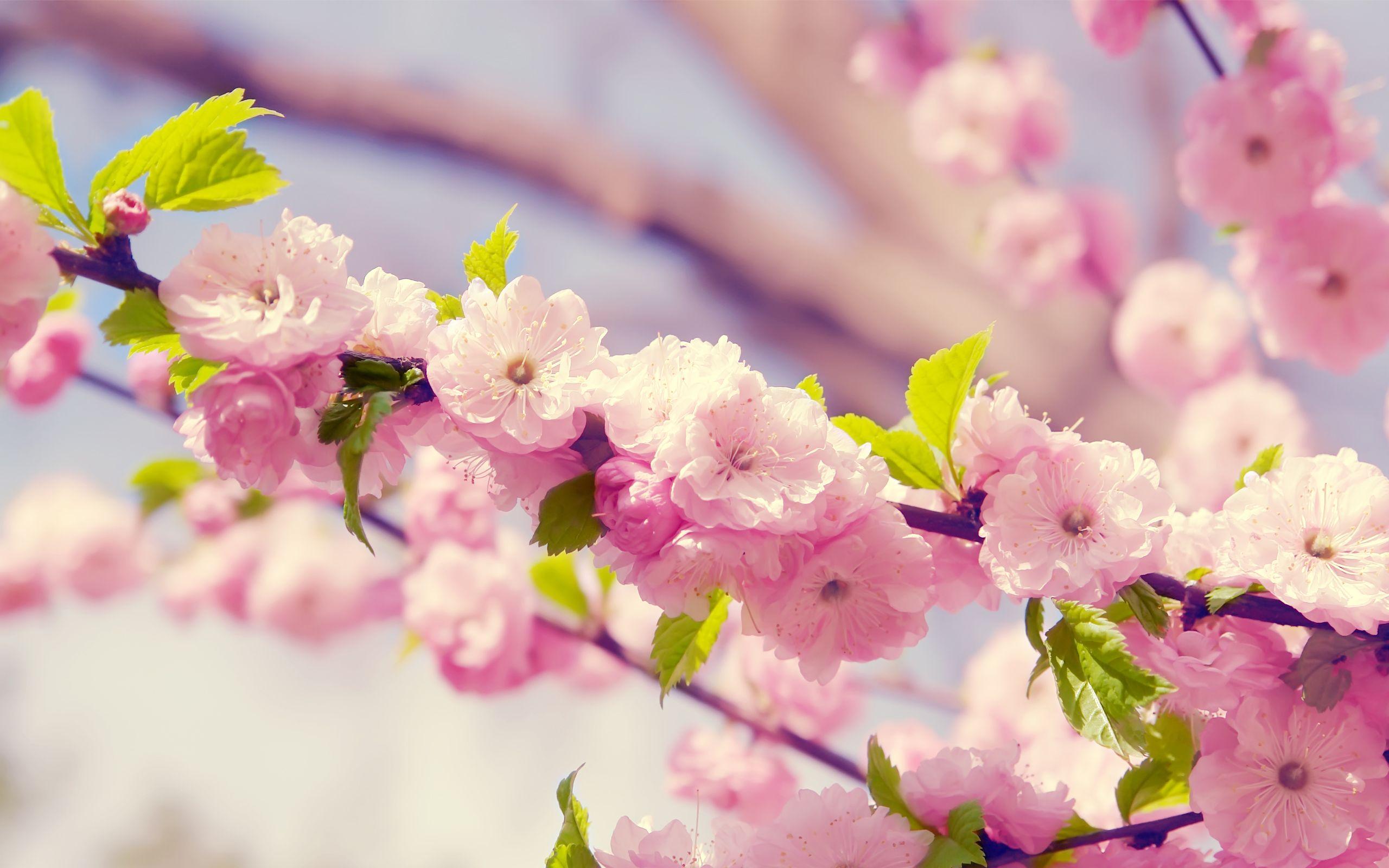 Springtime Desktop Wallpapers - Top Free Springtime Desktop Backgrounds ...