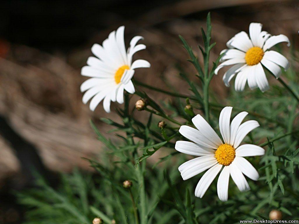 4D Desktop Wallpapers - Top Free 4D Desktop Backgrounds - WallpaperAccess