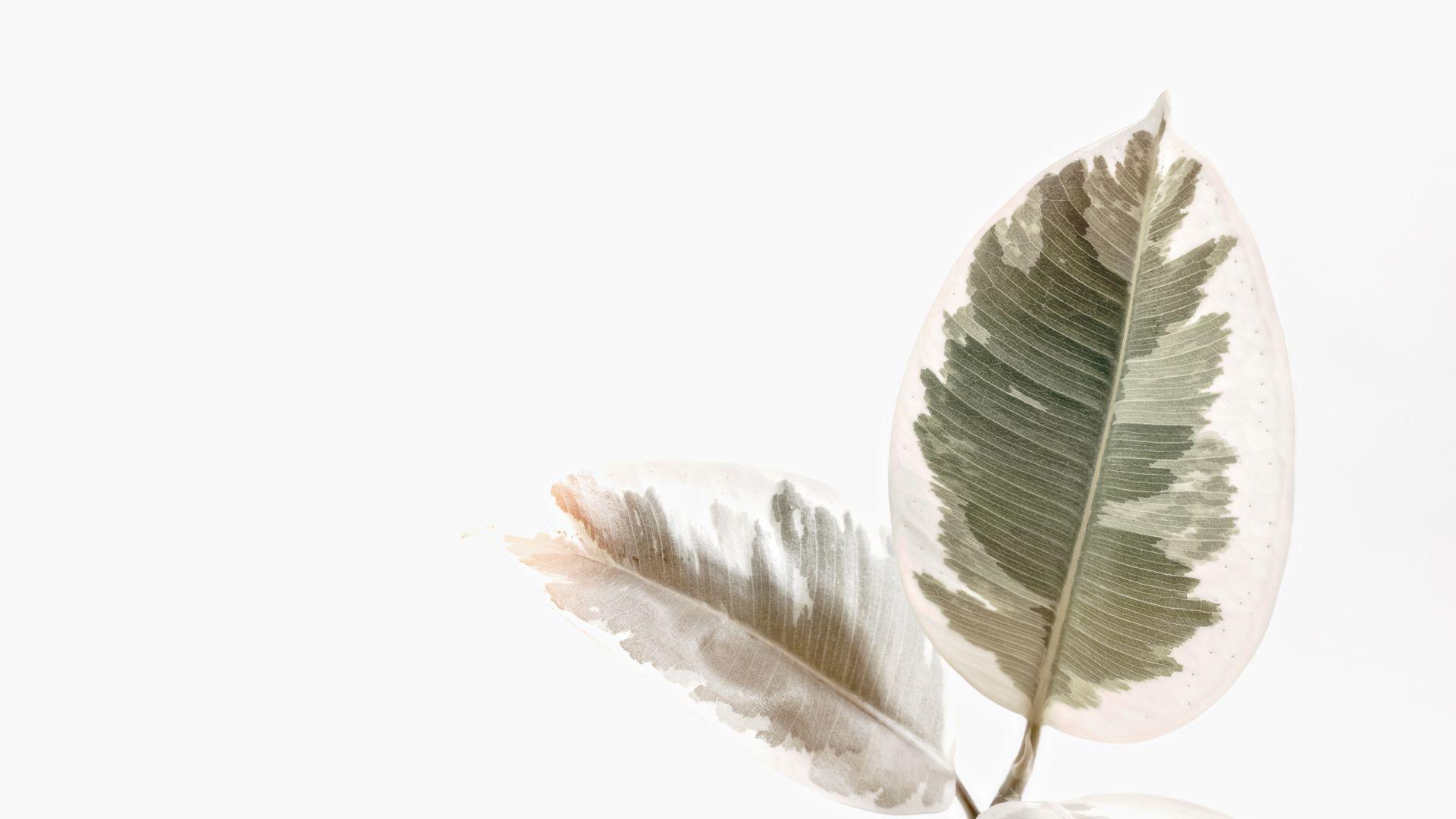 Minimal Leaf Wallpapers - Top Free Minimal Leaf Backgrounds ...