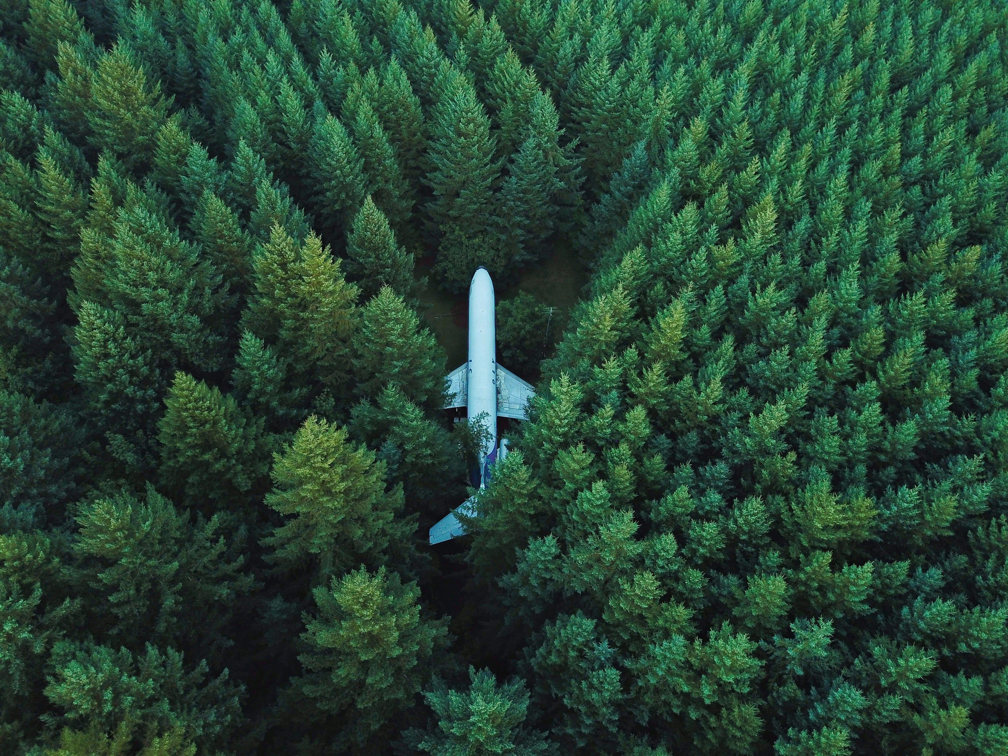 Best Forest Wallpapers - Top Free Best Forest Backgrounds - WallpaperAccess