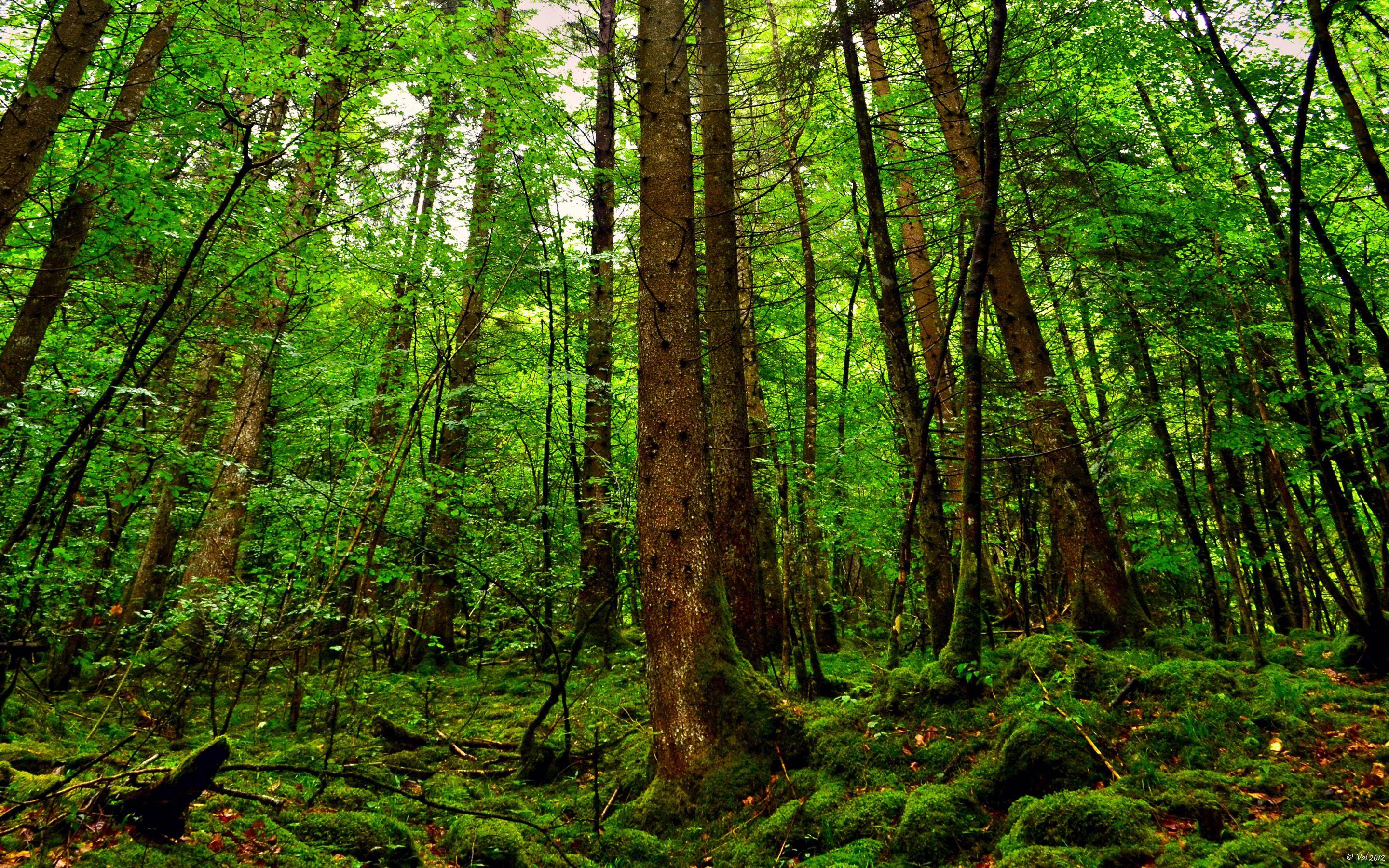 Best Forest Wallpapers - Top Free Best Forest Backgrounds - WallpaperAccess