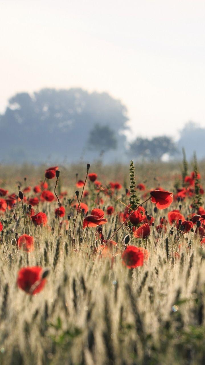 Outdoor 4K Wallpapers - Top Free Outdoor 4K Backgrounds - WallpaperAccess