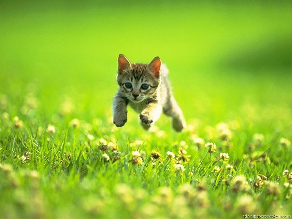 Summer Kitten Wallpapers - Top Free Summer Kitten Backgrounds ...