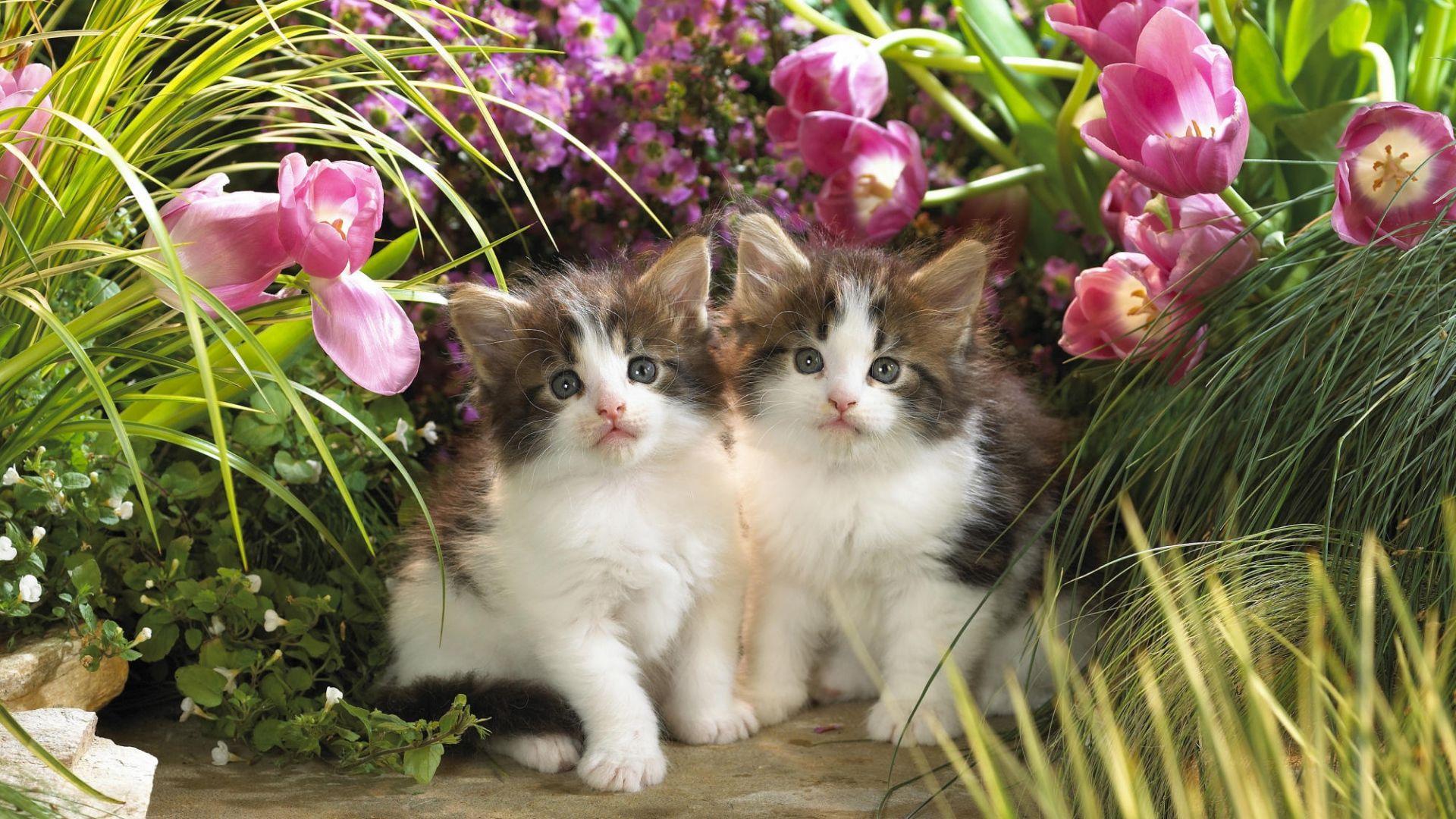 Summer Kitten Wallpapers - Top Free Summer Kitten Backgrounds ...